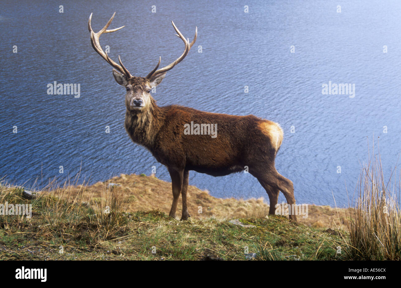 12 point red deer stag hi-res stock photography and images - Alamy