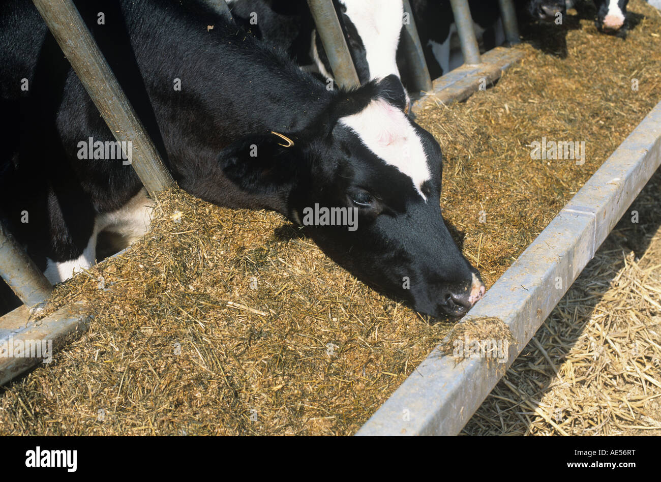 Holstein friesian mix hi-res stock photography and images - Alamy