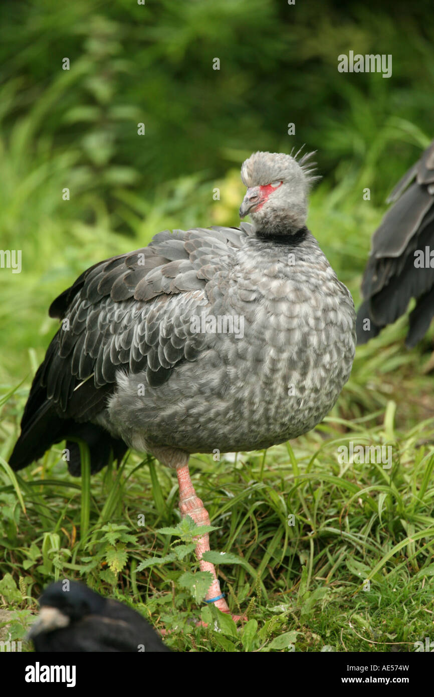big grey bird Stock Photo - Alamy