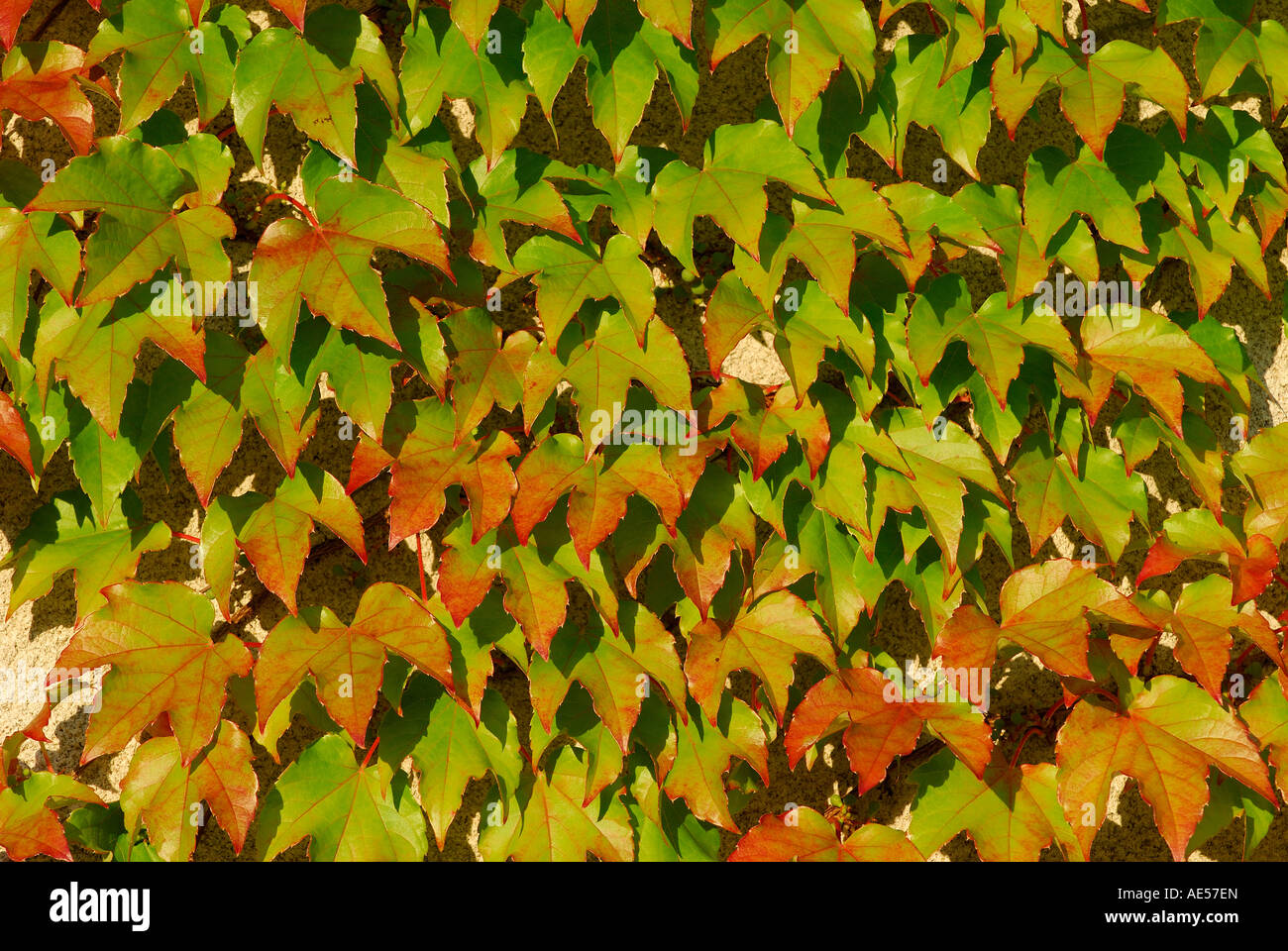 Virginia Creeper, sud Touraine, France Stock Photo - Alamy
