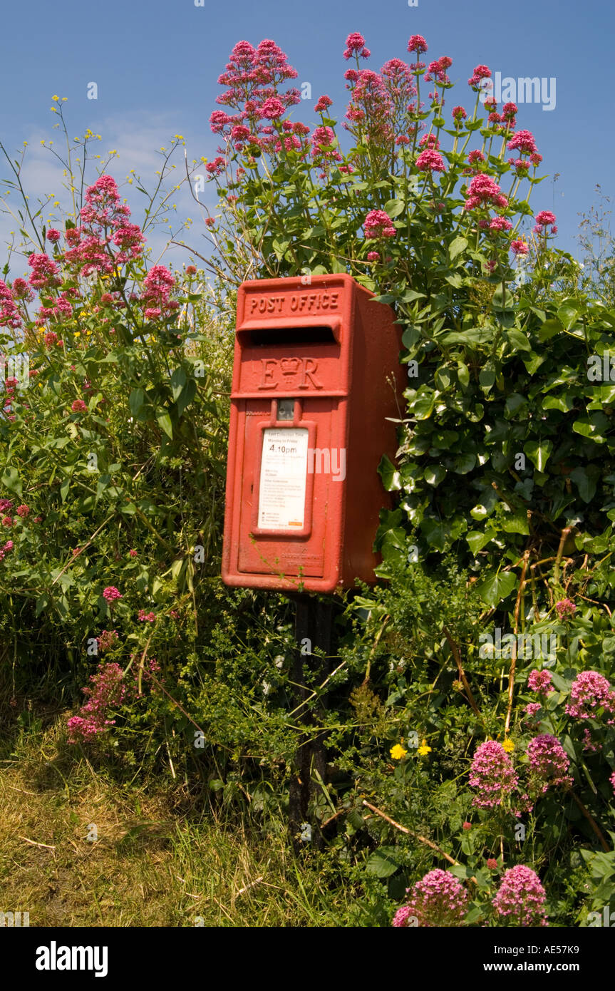 Royal Mail letter box in the countryside surrounded by red Valerian ...