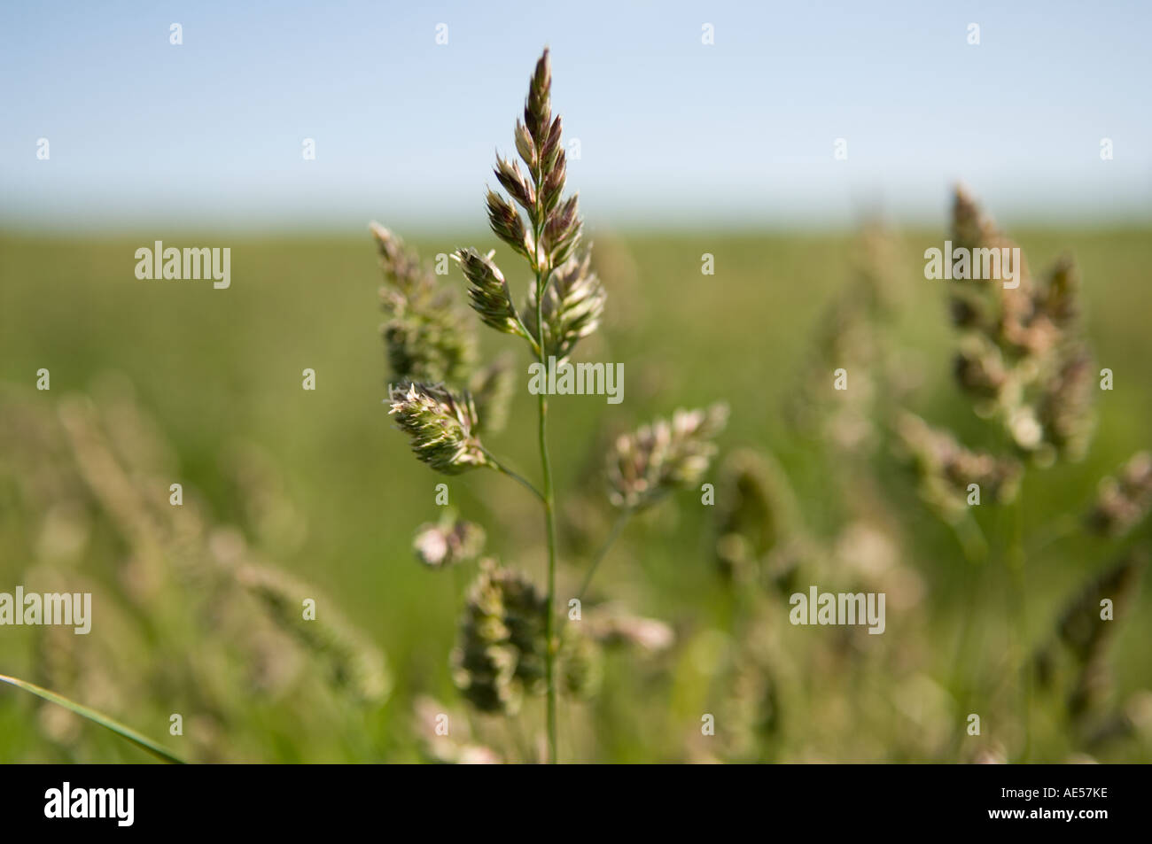 Grasses wild hi-res stock photography and images - Alamy