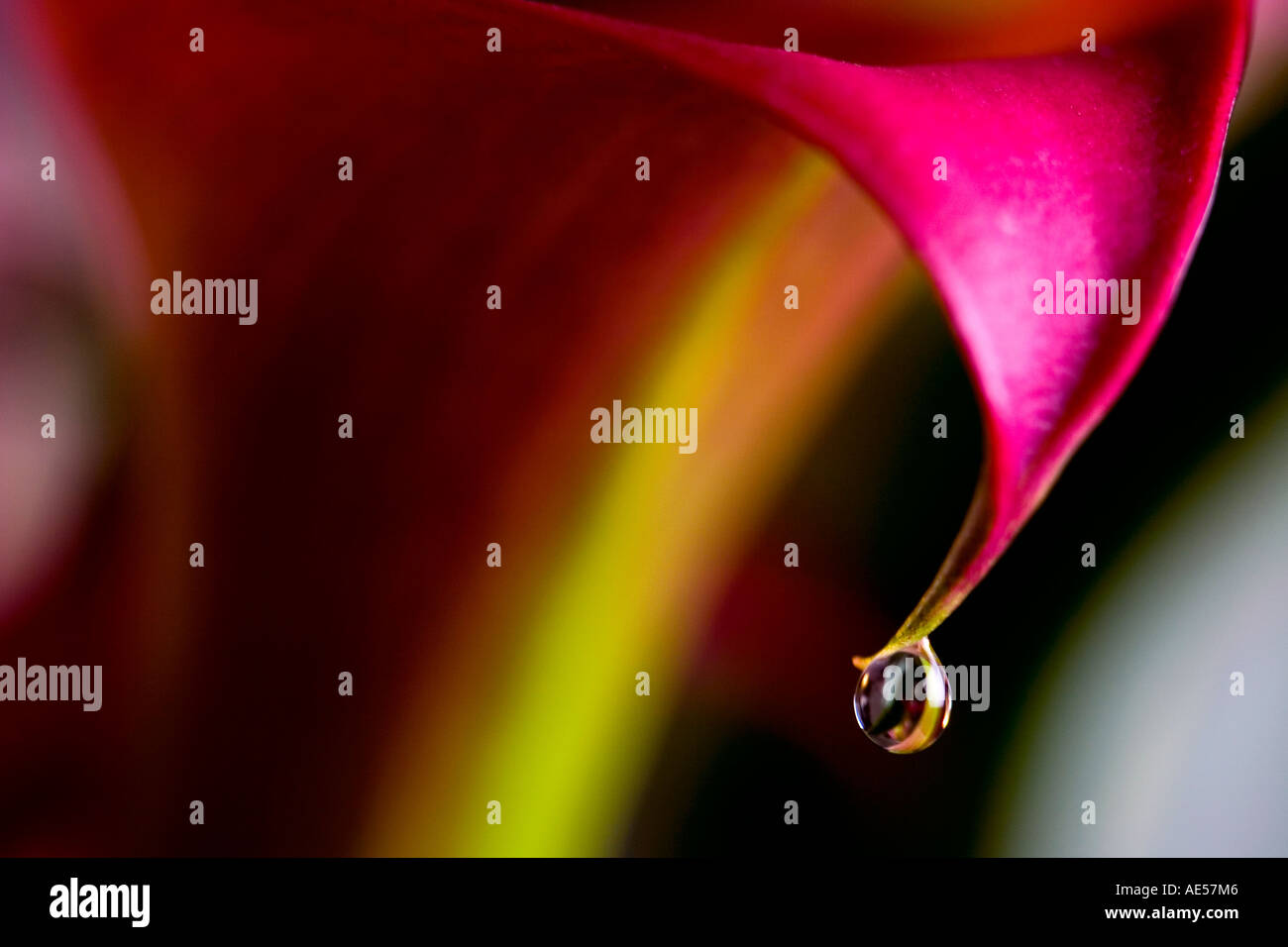 Red Calla Lily with dew drop Stock Photo - Alamy