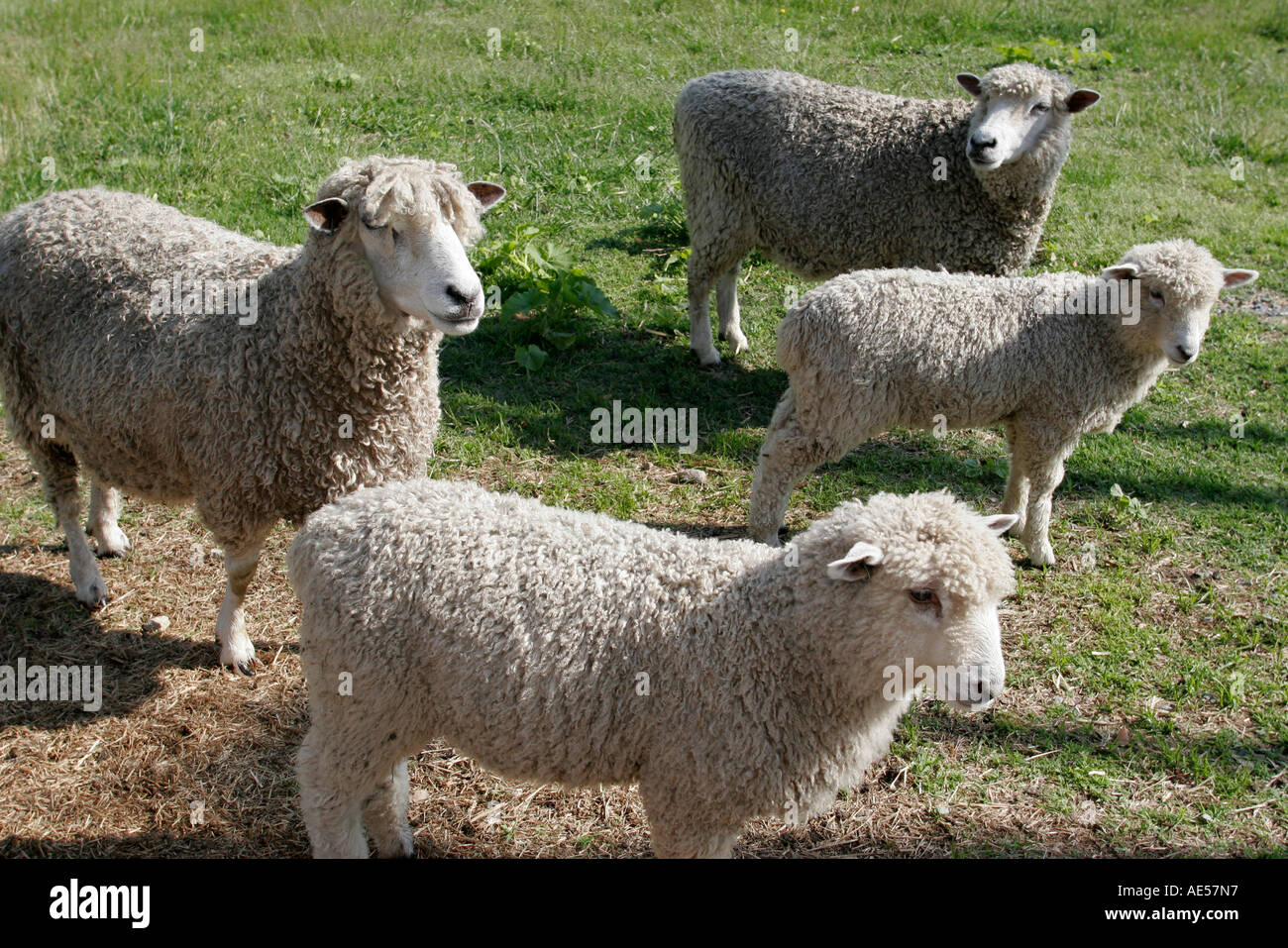Colonial Williamsburg Virginia,Duke of Gloucester Street,Leicester ...