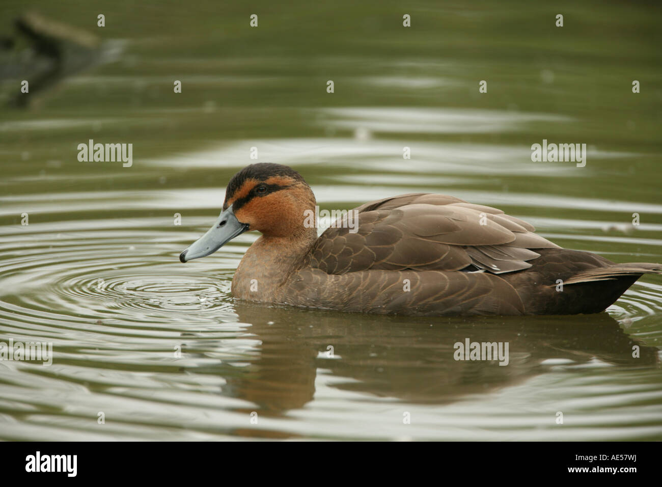 Philippine duck anas luzonica Stock Photo - Alamy
