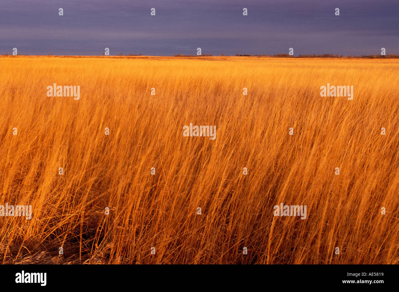 Ecosystem Prairie Bluestem prairie Scientific and Natural Areas Stock ...