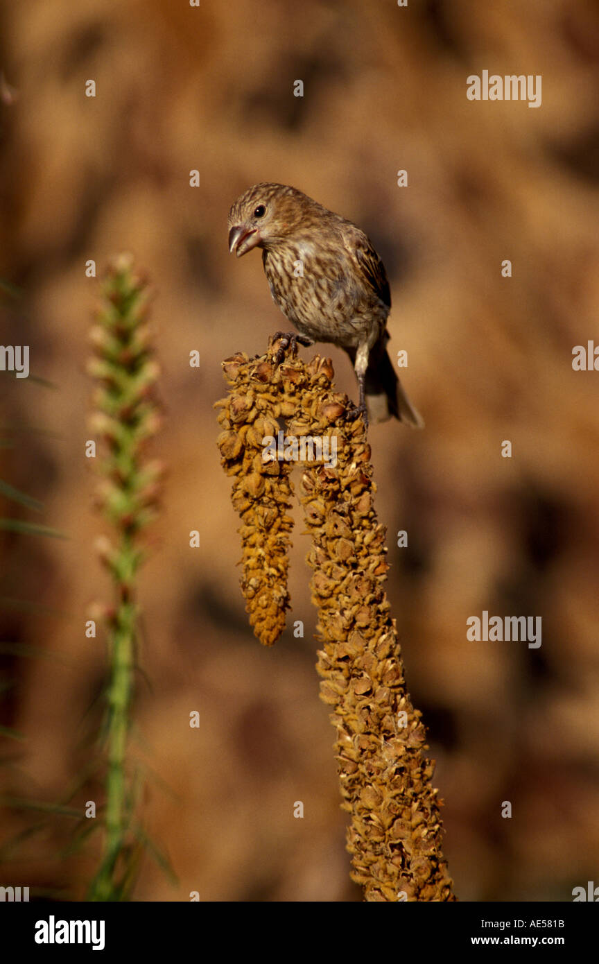 Bird finch female house finch on mullin hi-res stock photography and ...