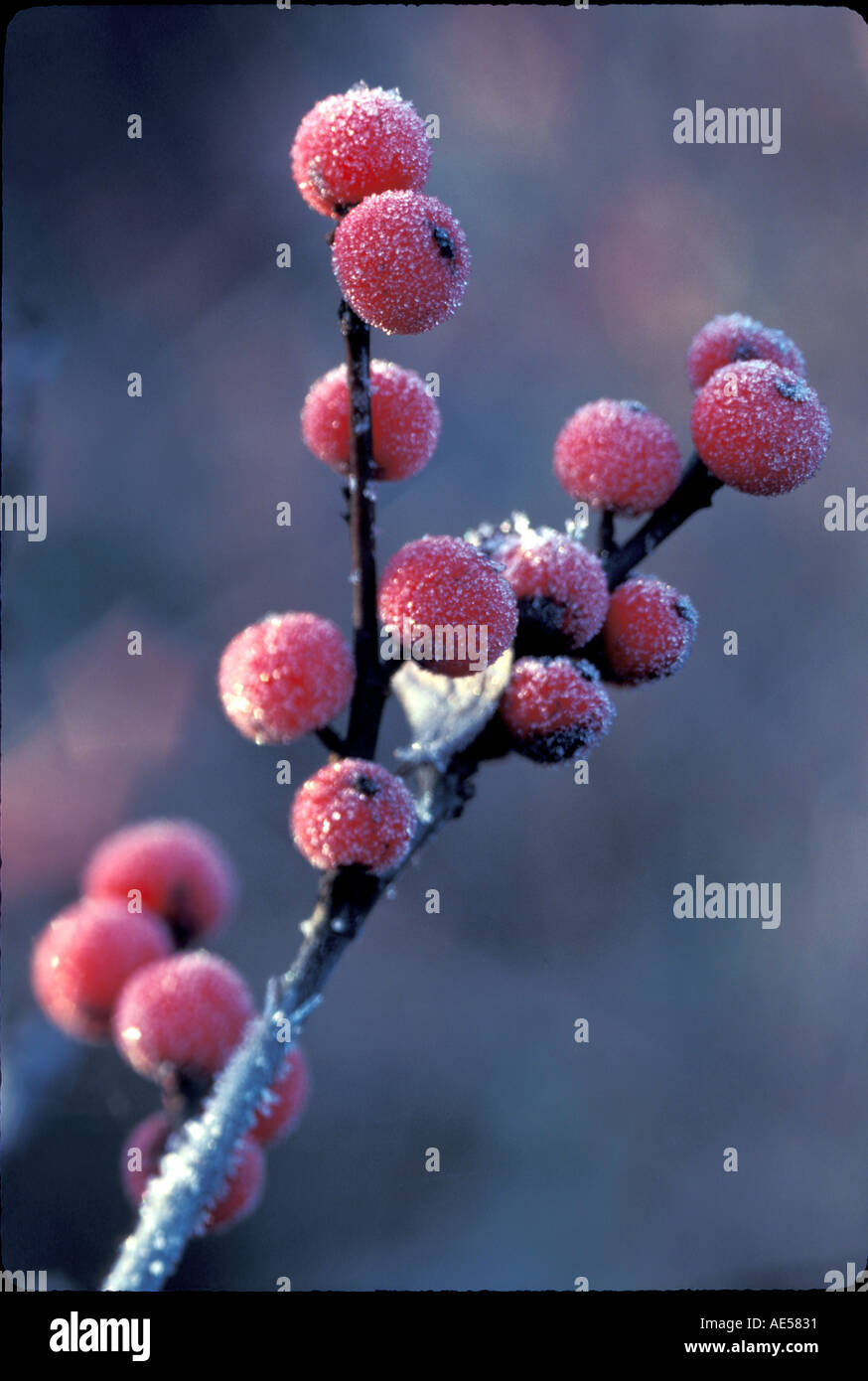 Plant Holly Winterberry holly Stock Photo - Alamy