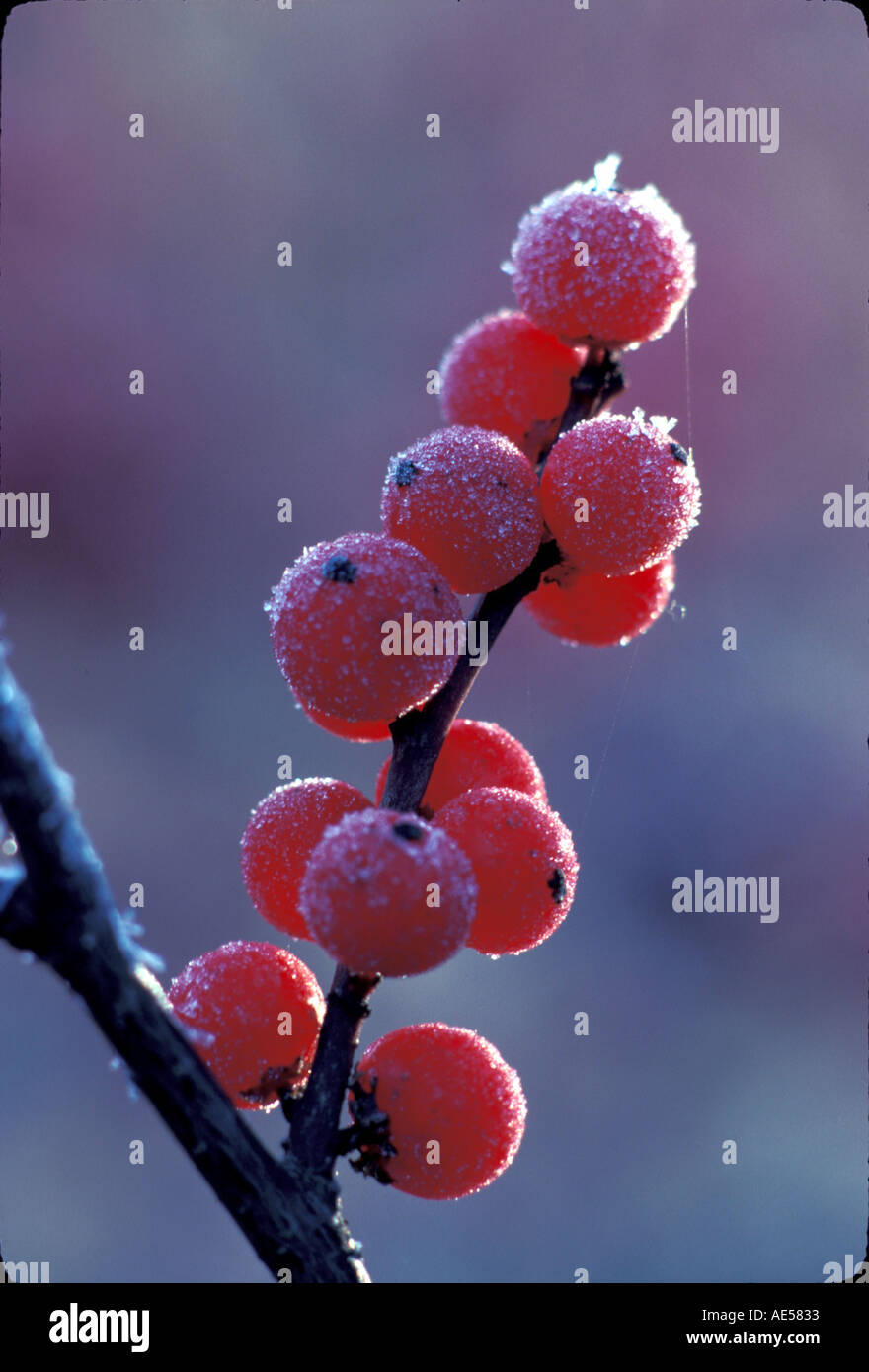 Plant Holly Winterberry holly Stock Photo - Alamy