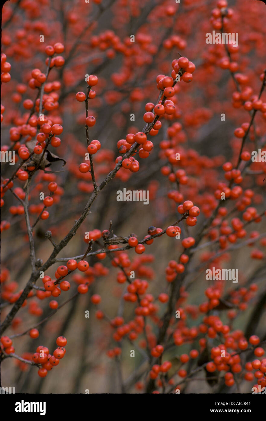 Plant Fruit of winterberry Stock Photo - Alamy