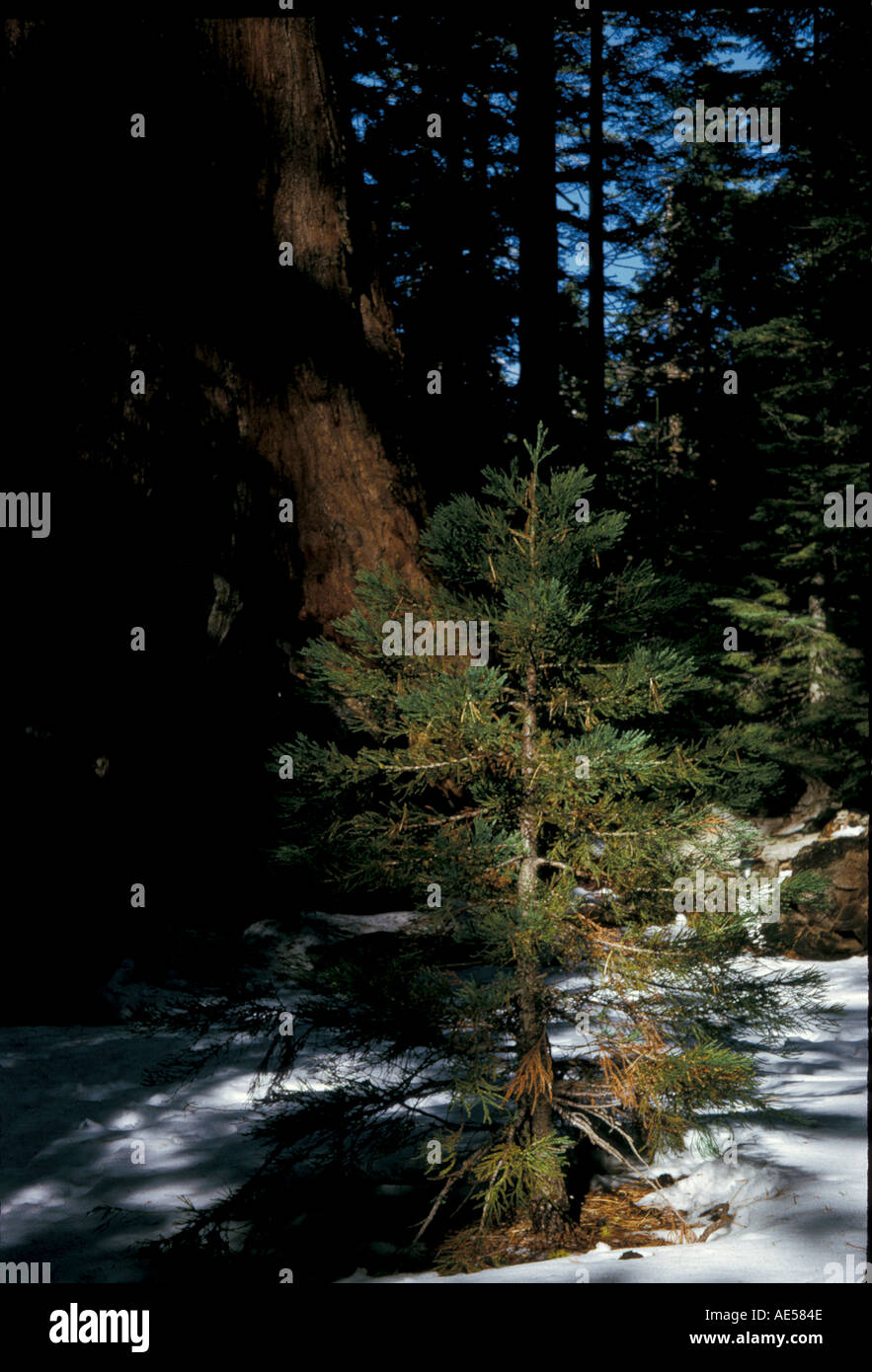 Plant Sequoia tree Young Stock Photo - Alamy