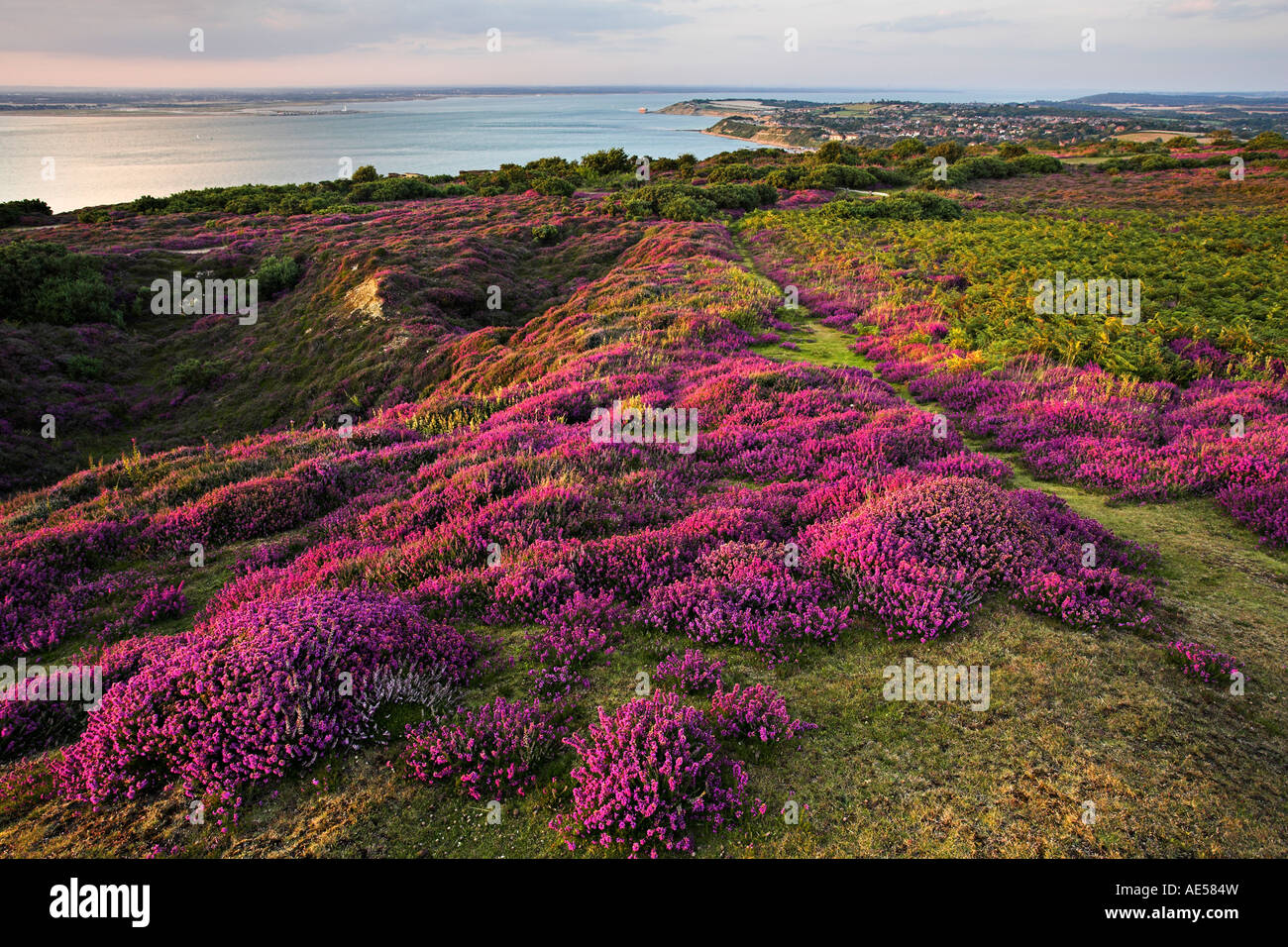 Heather on Headon Warren, Isle of Wight Stock Photo - Alamy