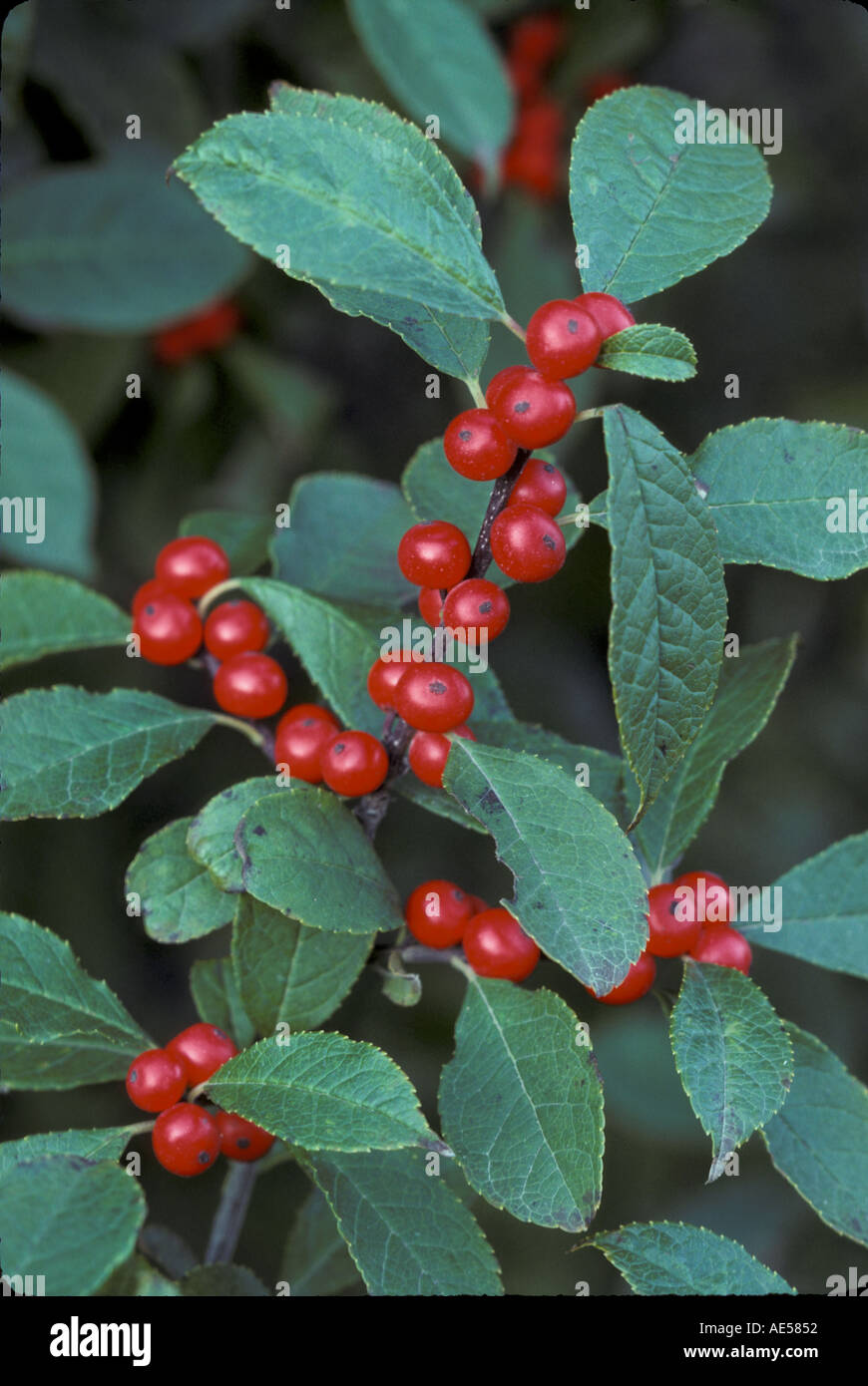 Plant Holly Winterberry holly Stock Photo - Alamy