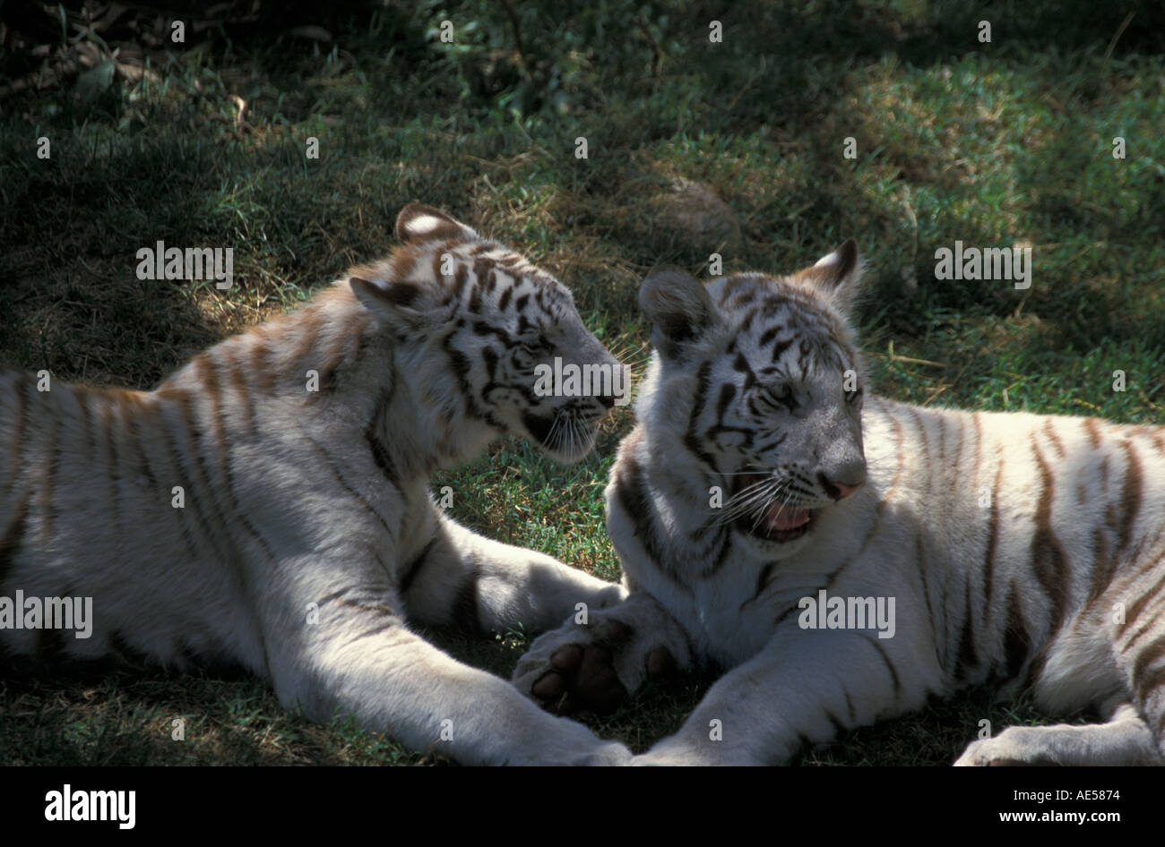 BENGAL TIGERS INDIA ASIA Stock Photo - Alamy