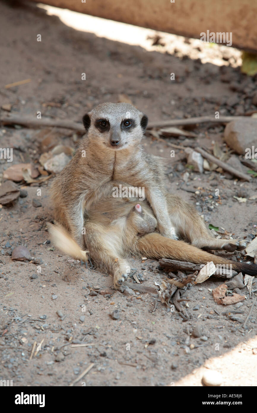 A Proud Male Meerkat Stock Photo - Alamy