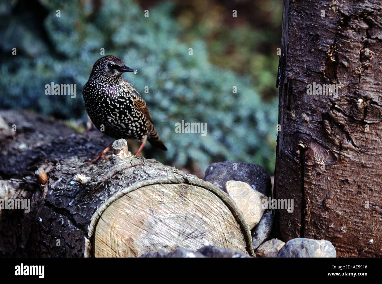 Sturnus vulgarus bird birds hi-res stock photography and images - Alamy