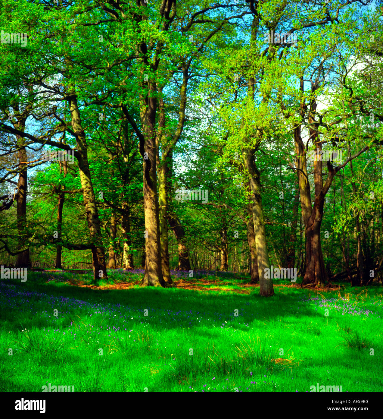 Ancient deciduous woodland Butley Suffolk England Stock Photo - Alamy