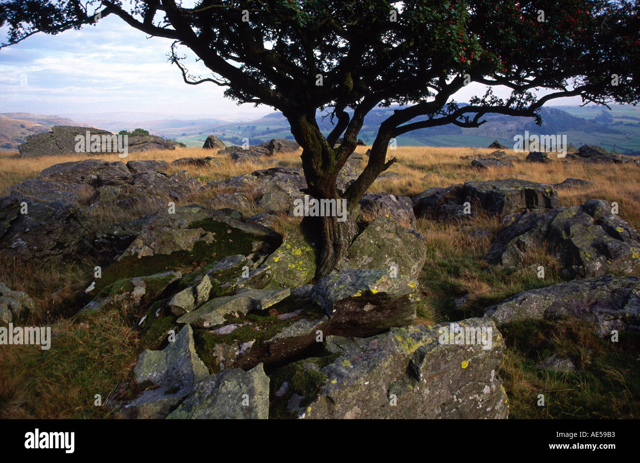 Tree splitting rock hi-res stock photography and images - Alamy