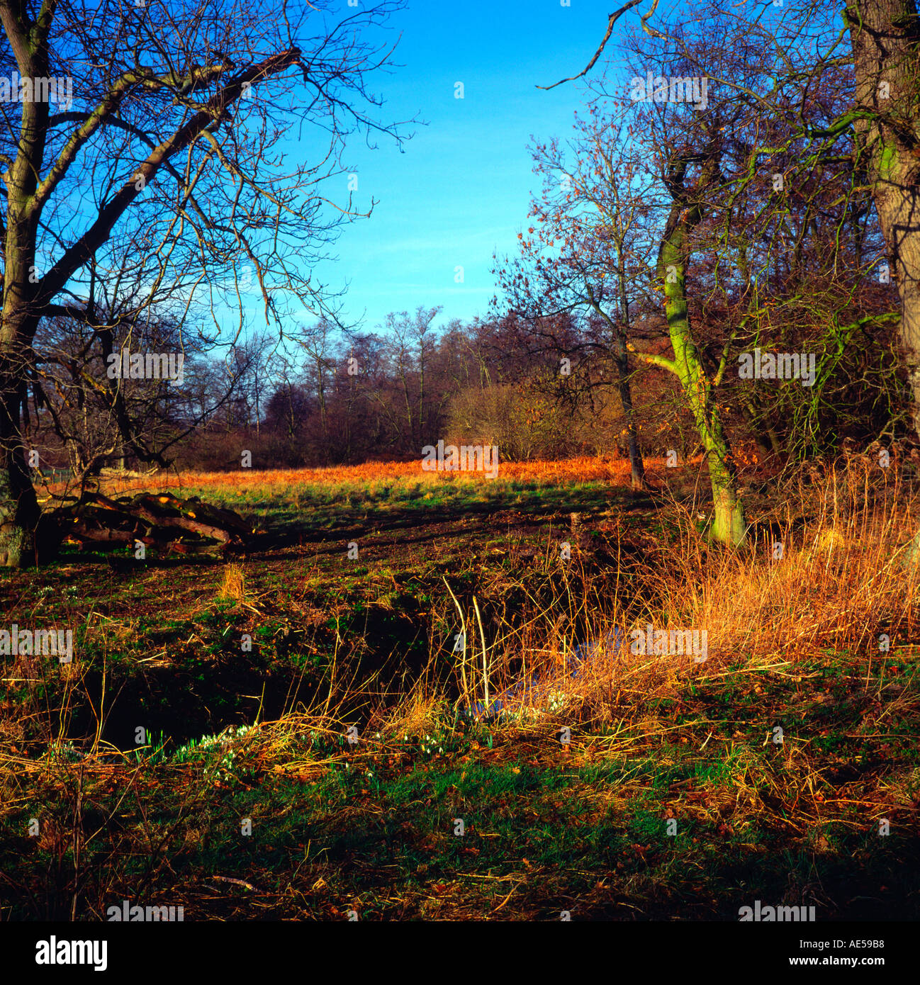Suffolk woods autumn hi-res stock photography and images - Alamy
