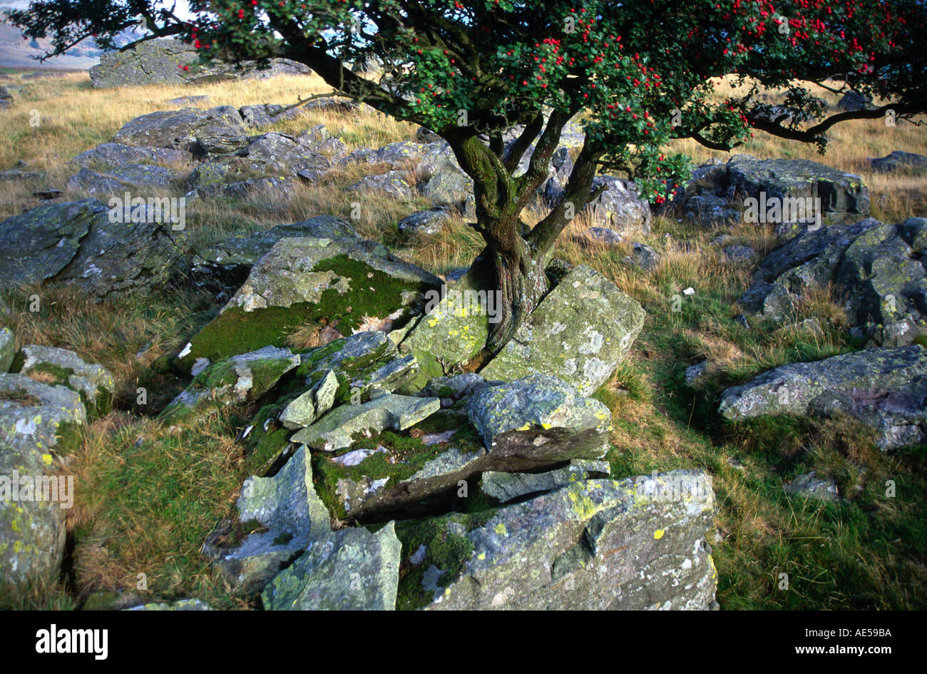 Biotic weathering rowan tree growing in carboniferous limestone rock ...