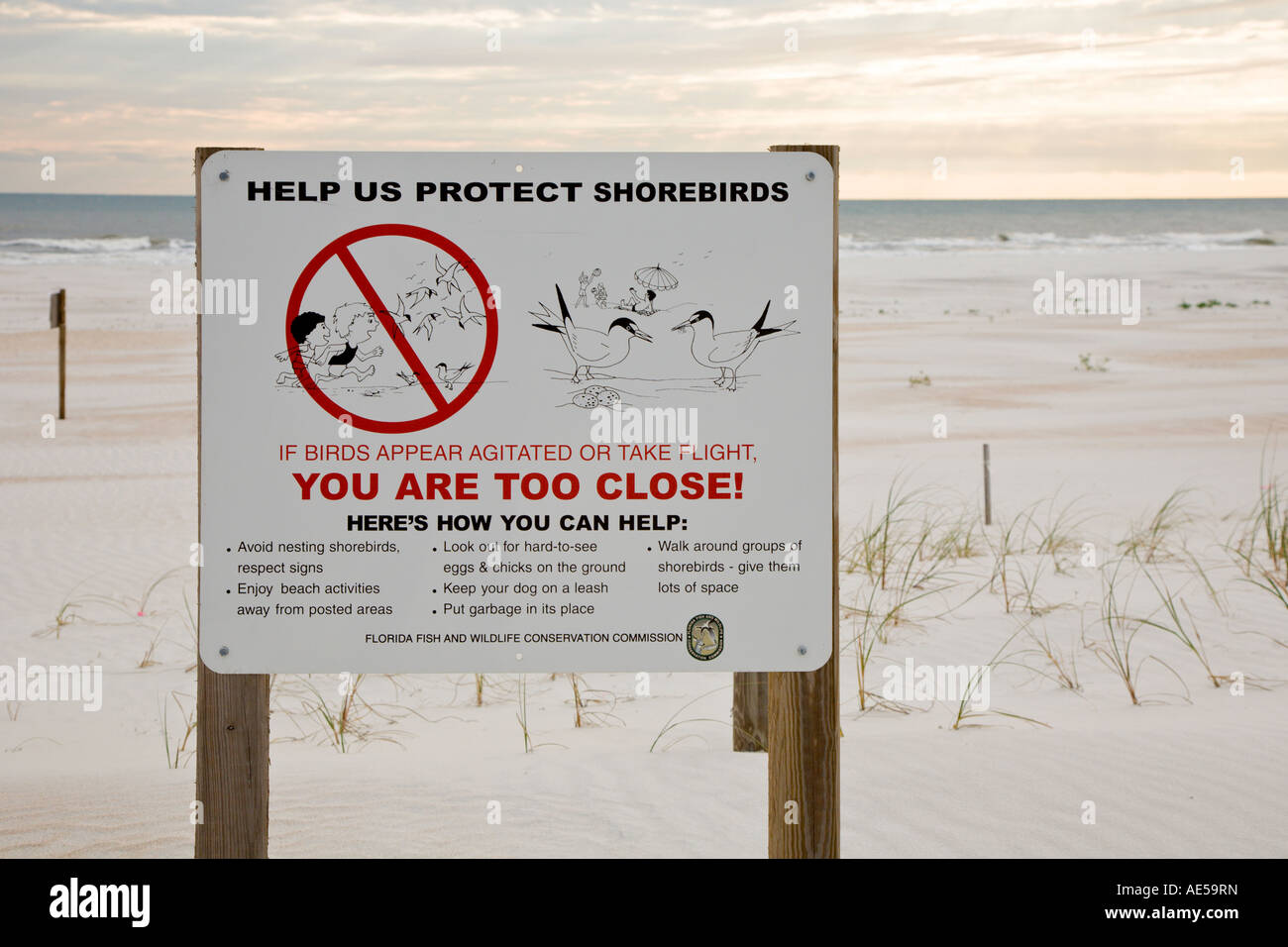 Warning sign on beach near shorebird nesting site in Anastasia State ...