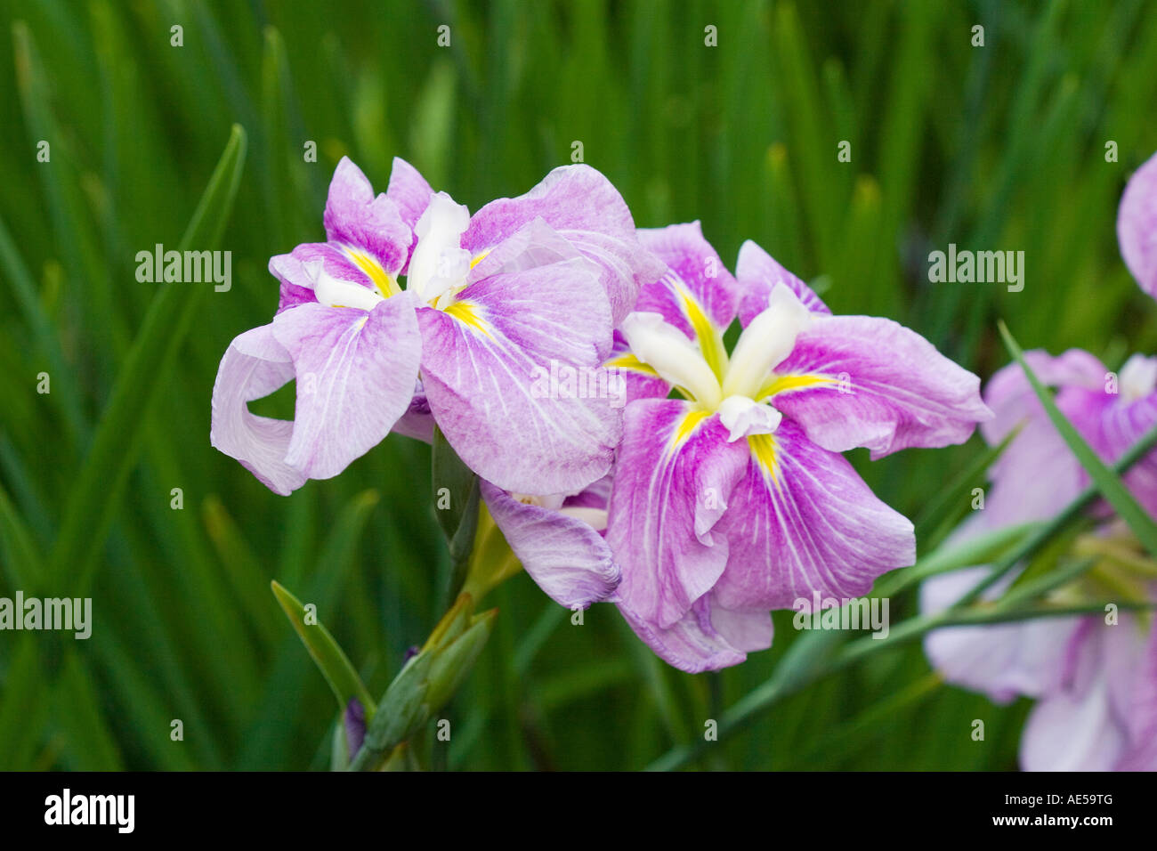 Two fuchsia and yellow irises growing in a field in spring Stock Photo ...