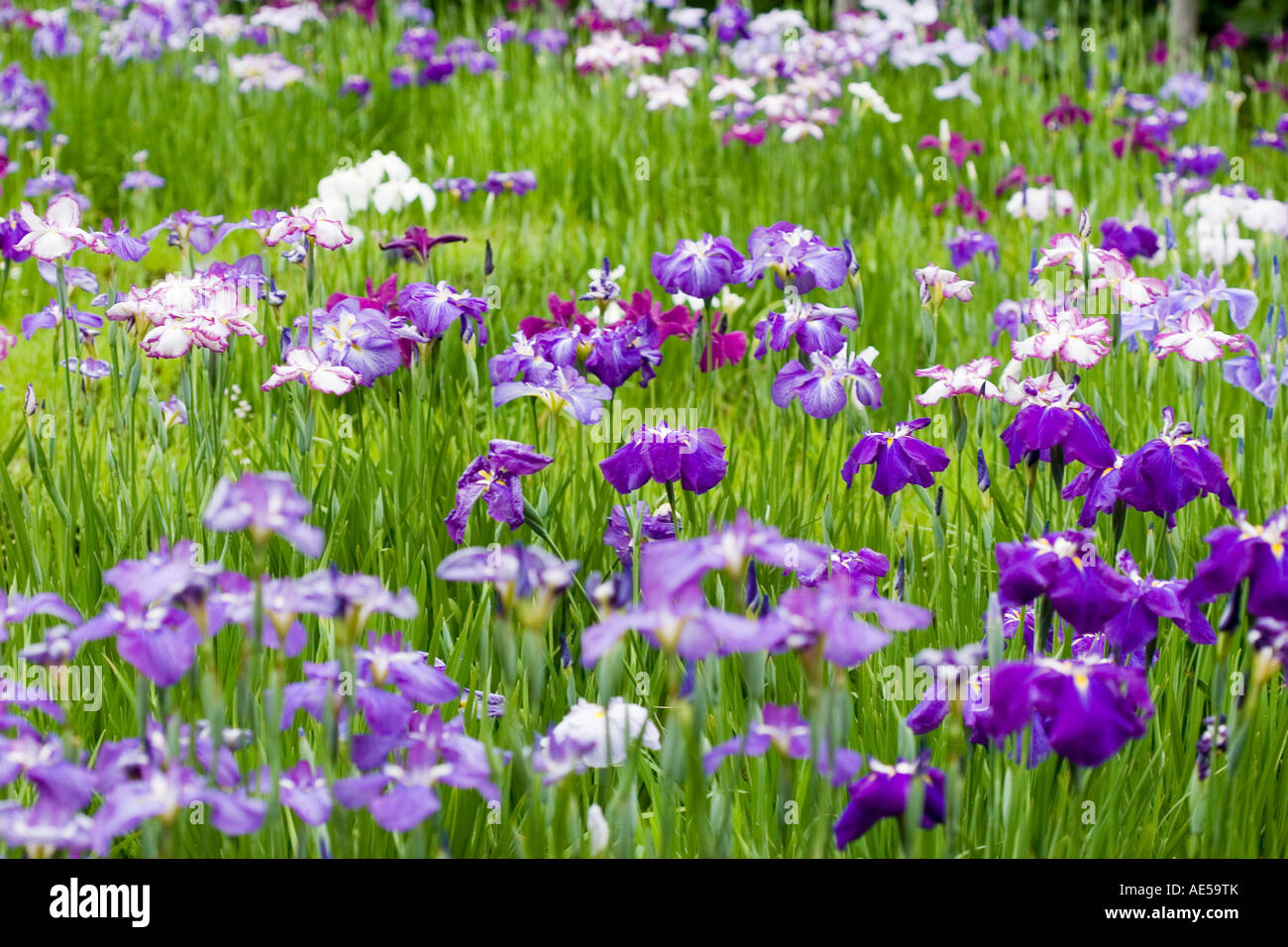 Pink irises hi-res stock photography and images - Alamy