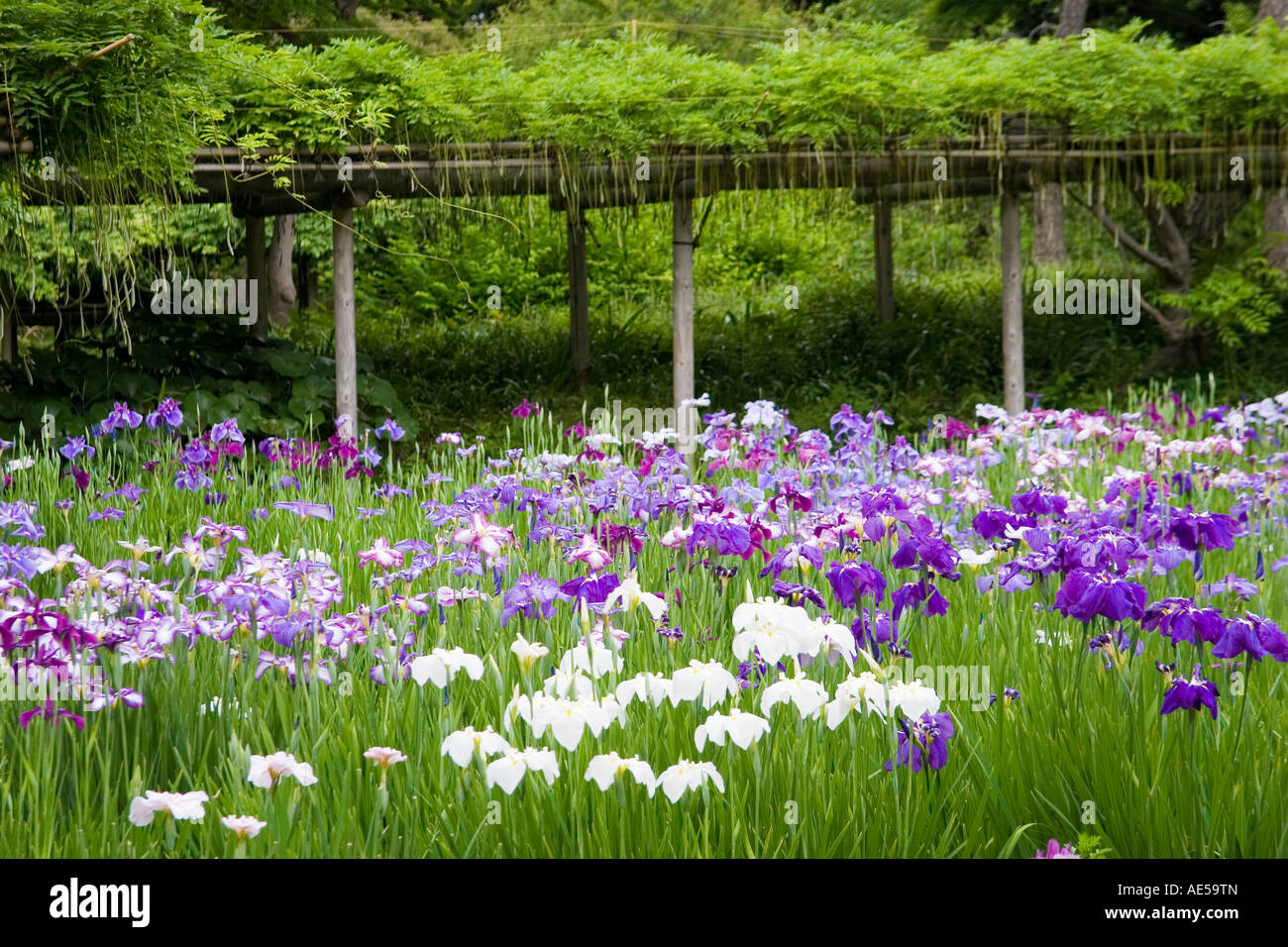 Iris garden tokyo hi-res stock photography and images - Alamy