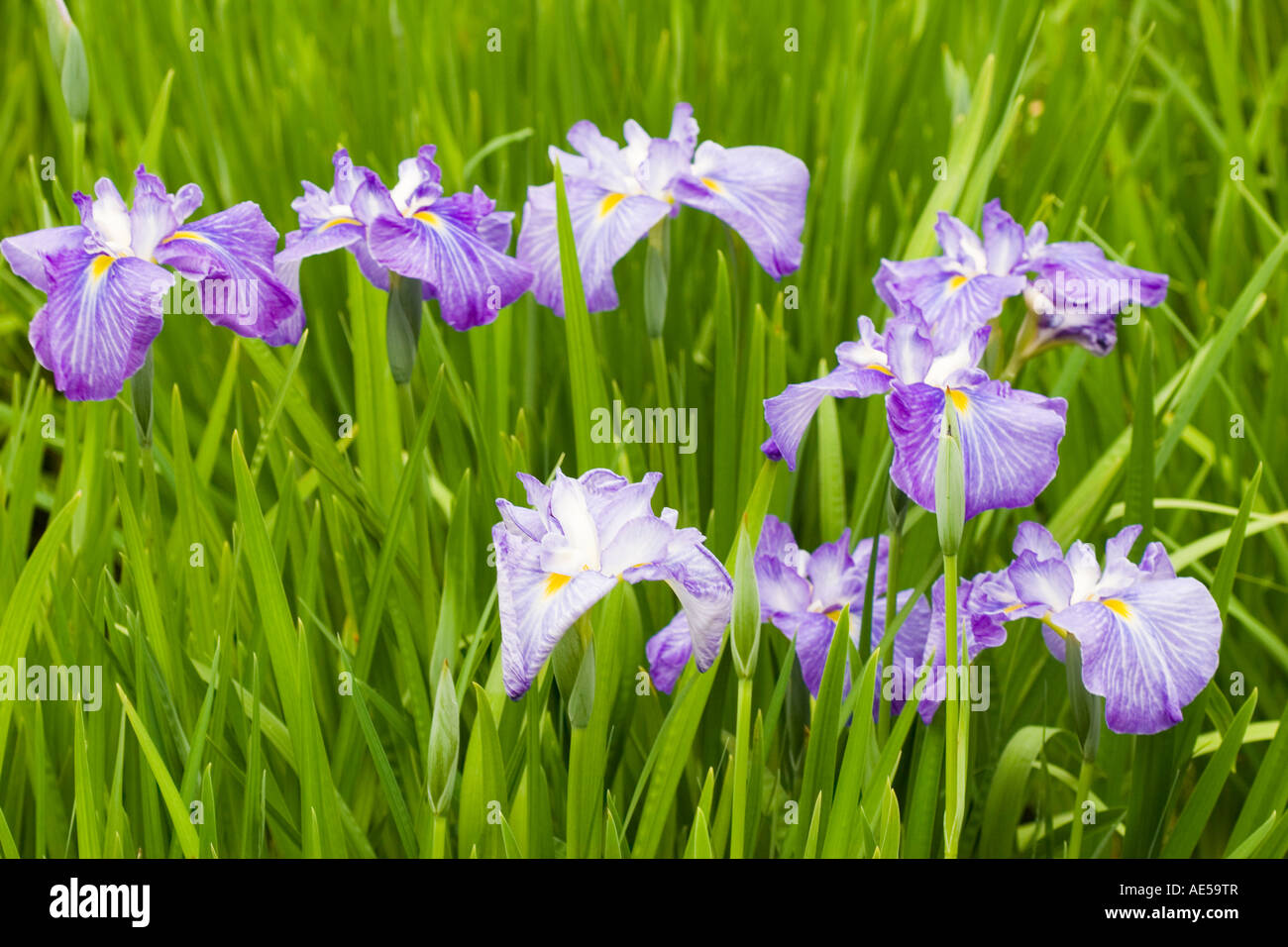Purple irises growing in a field in spring Stock Photo - Alamy