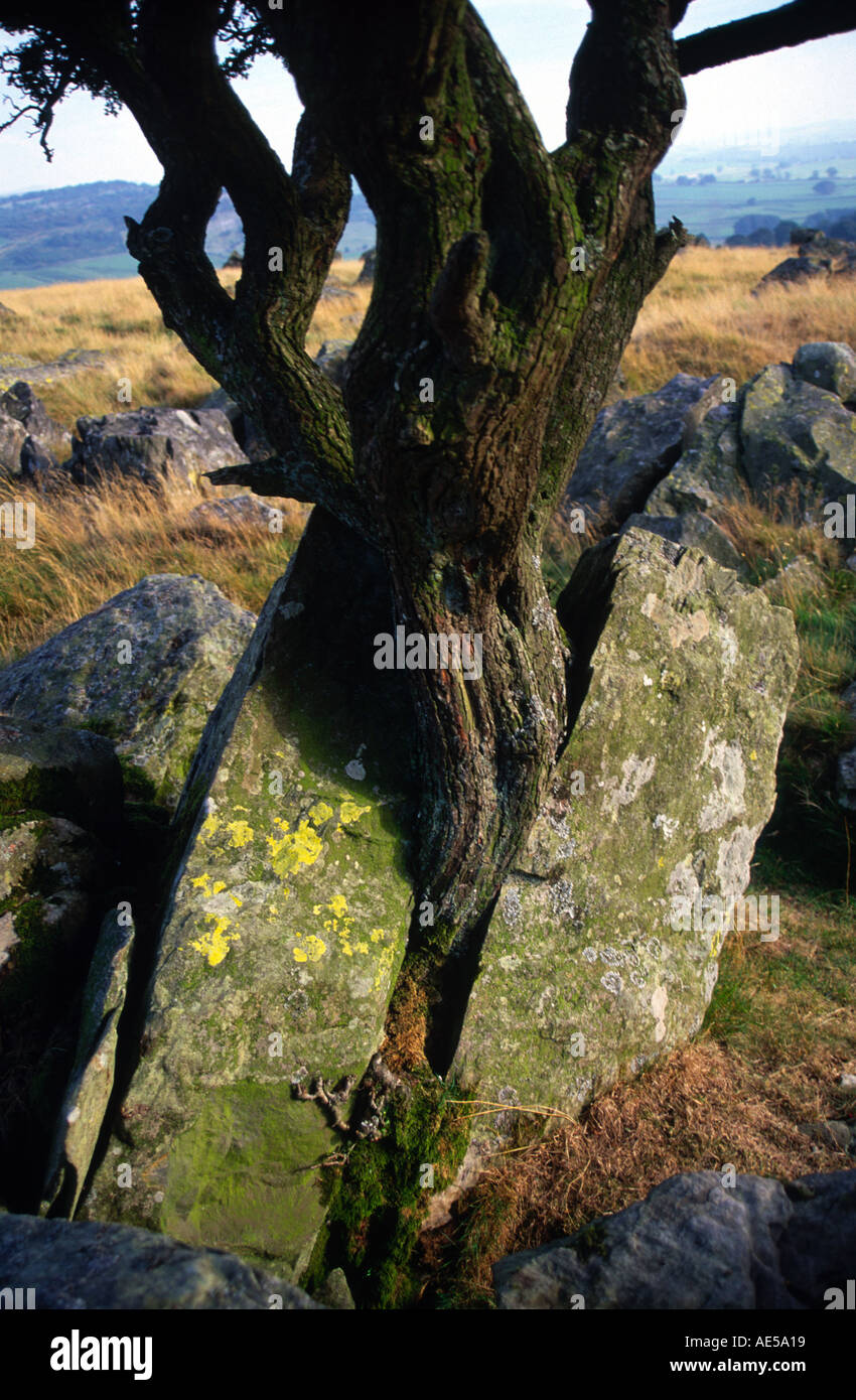 Tree Splitting Rock High Resolution Stock Photography and Images - Alamy