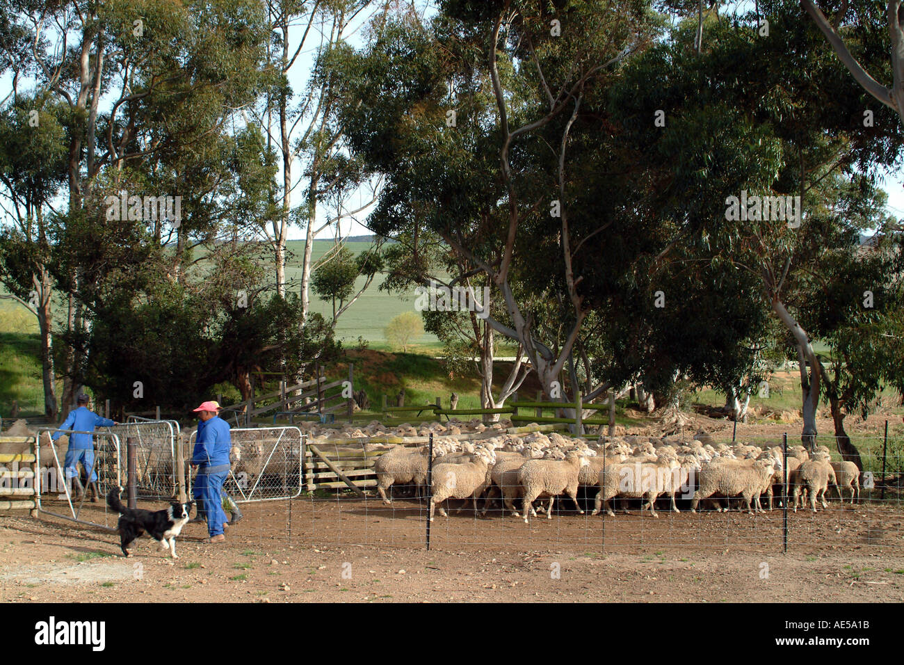 Sheep Farm South Africa Workers High Resolution Stock Photography and ...