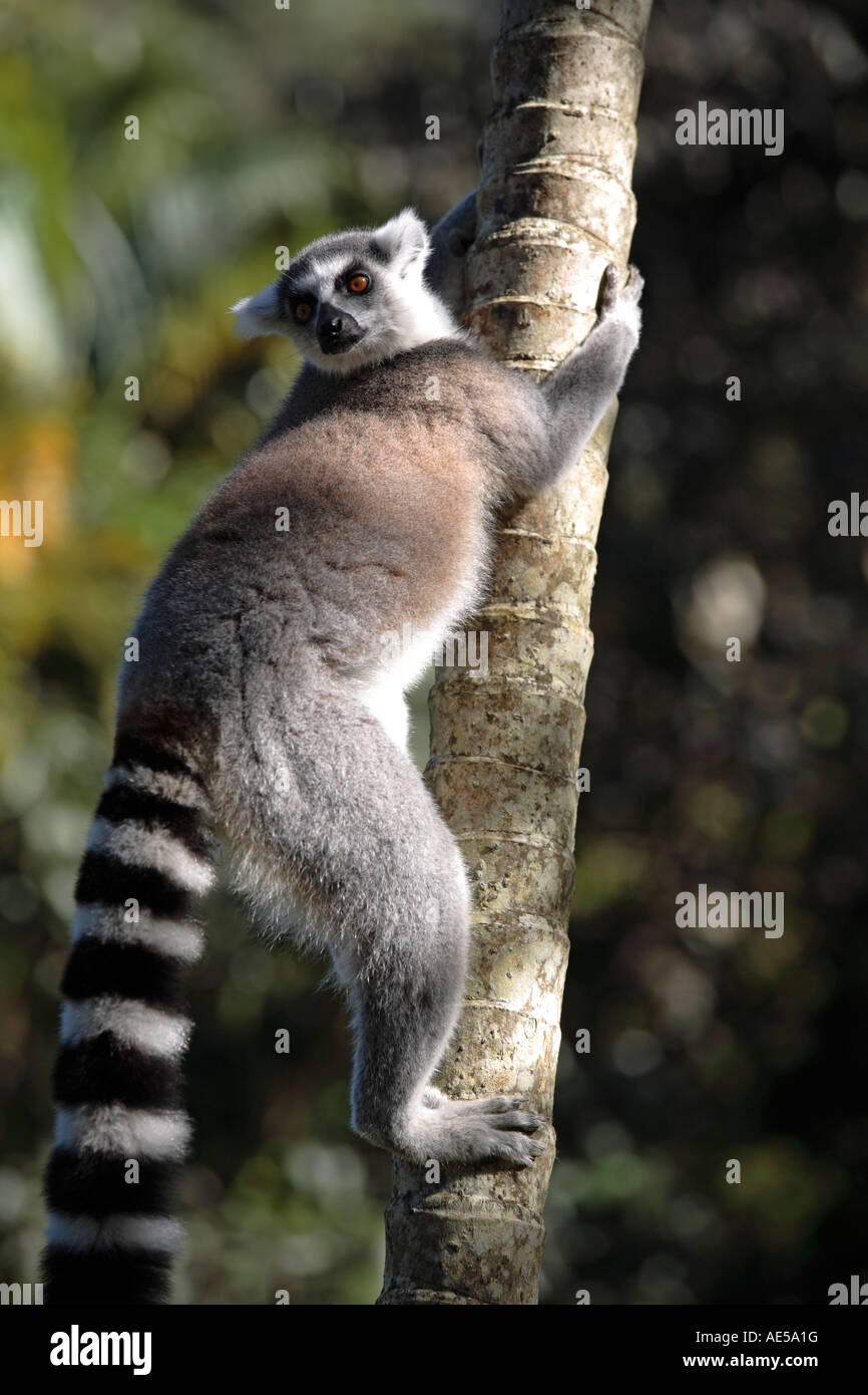 Ring-tailed lemur climbing on a tree, Madagascar Stock Photo - Alamy