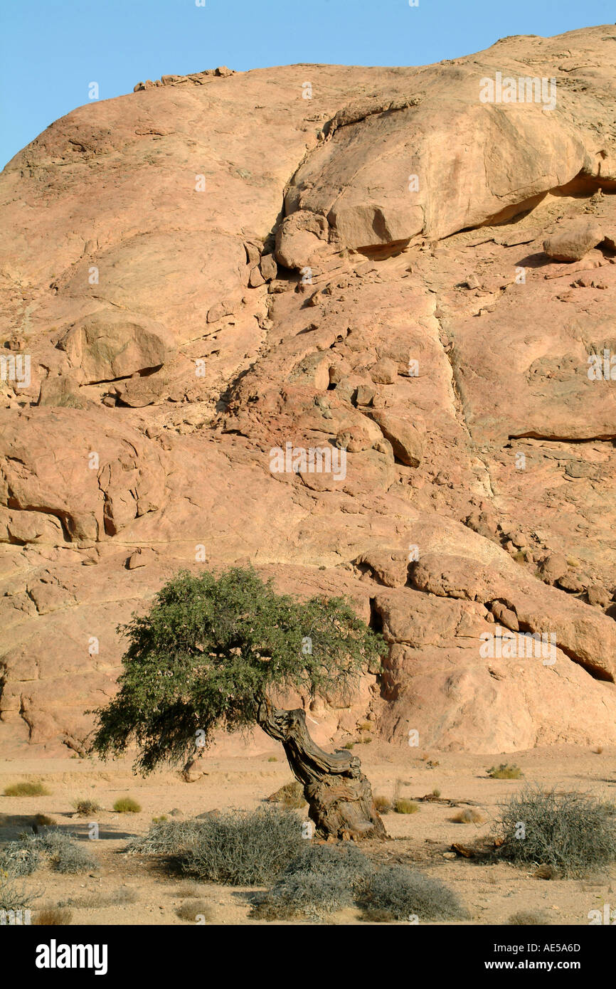 Namibia Namib Desert Scenic Thorn Tree Mountain Stock Photo - Alamy
