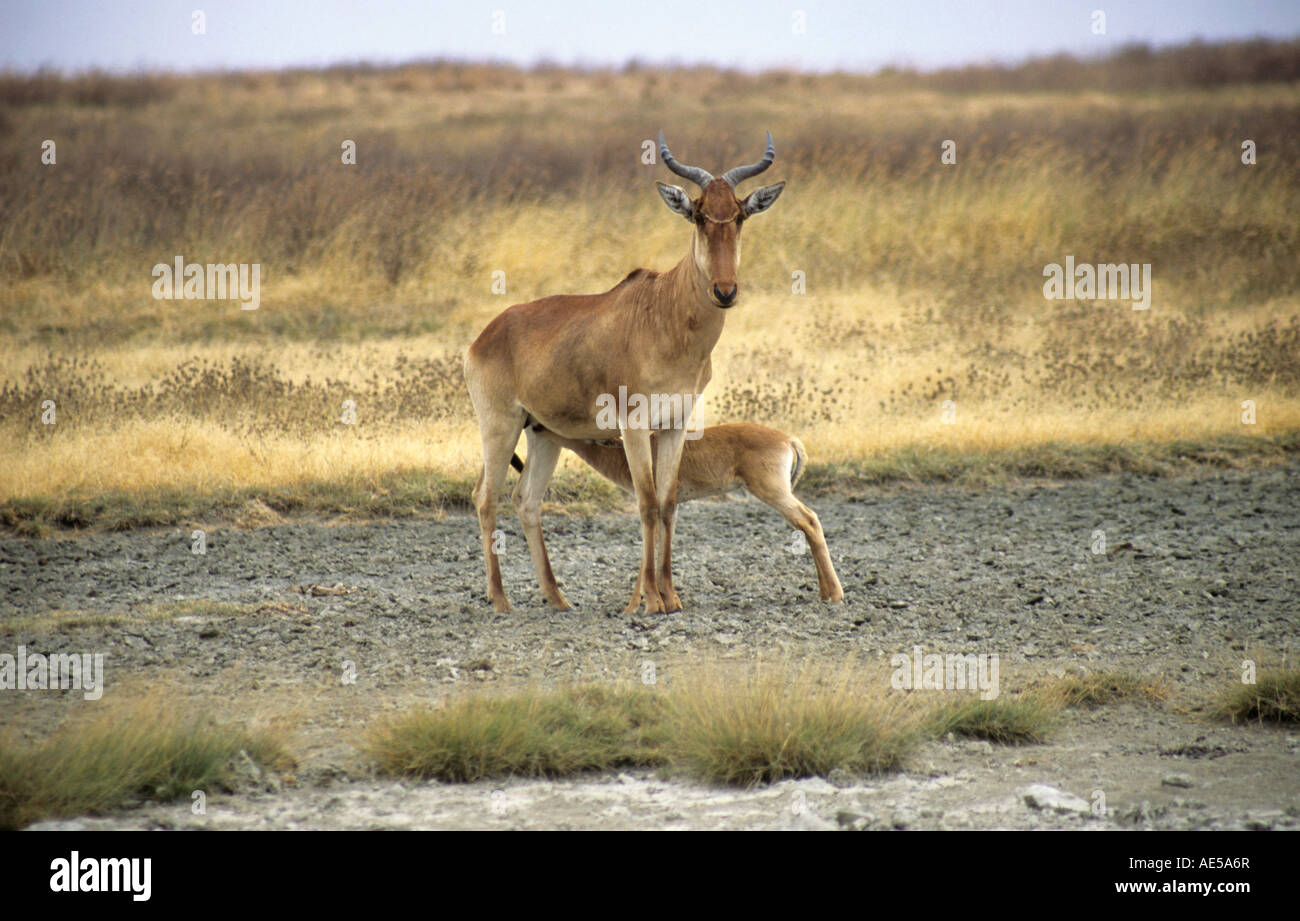 A female Hartebeest (Alcelaphus buselaphus) suckling her young one in ...