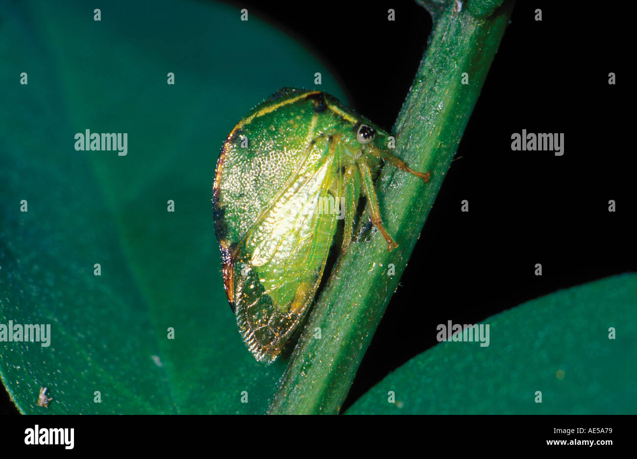 Buffalo Treehopper, Stictocephalus bisonia. On stem Stock Photo - Alamy