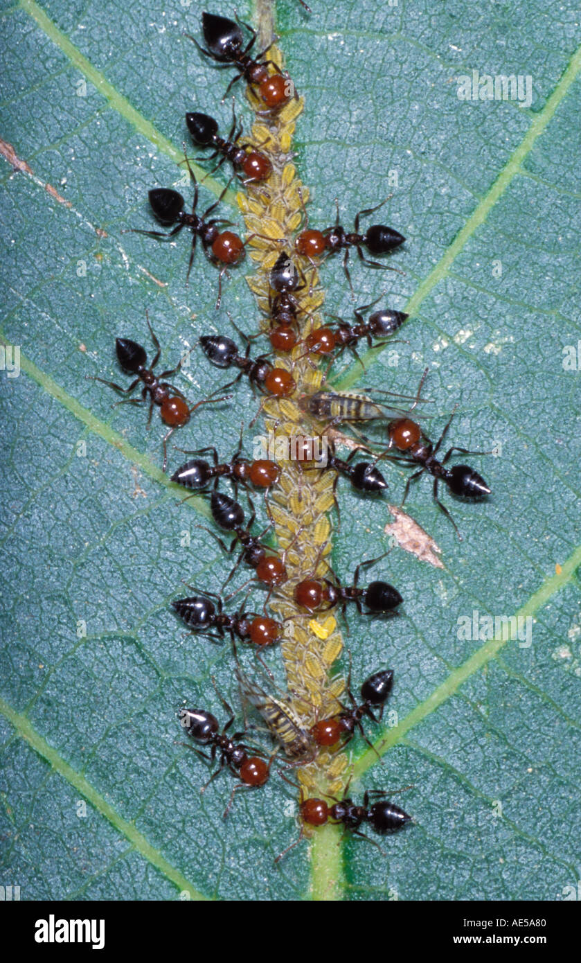 Ants crematogaster scutellaris hi-res stock photography and images - Alamy