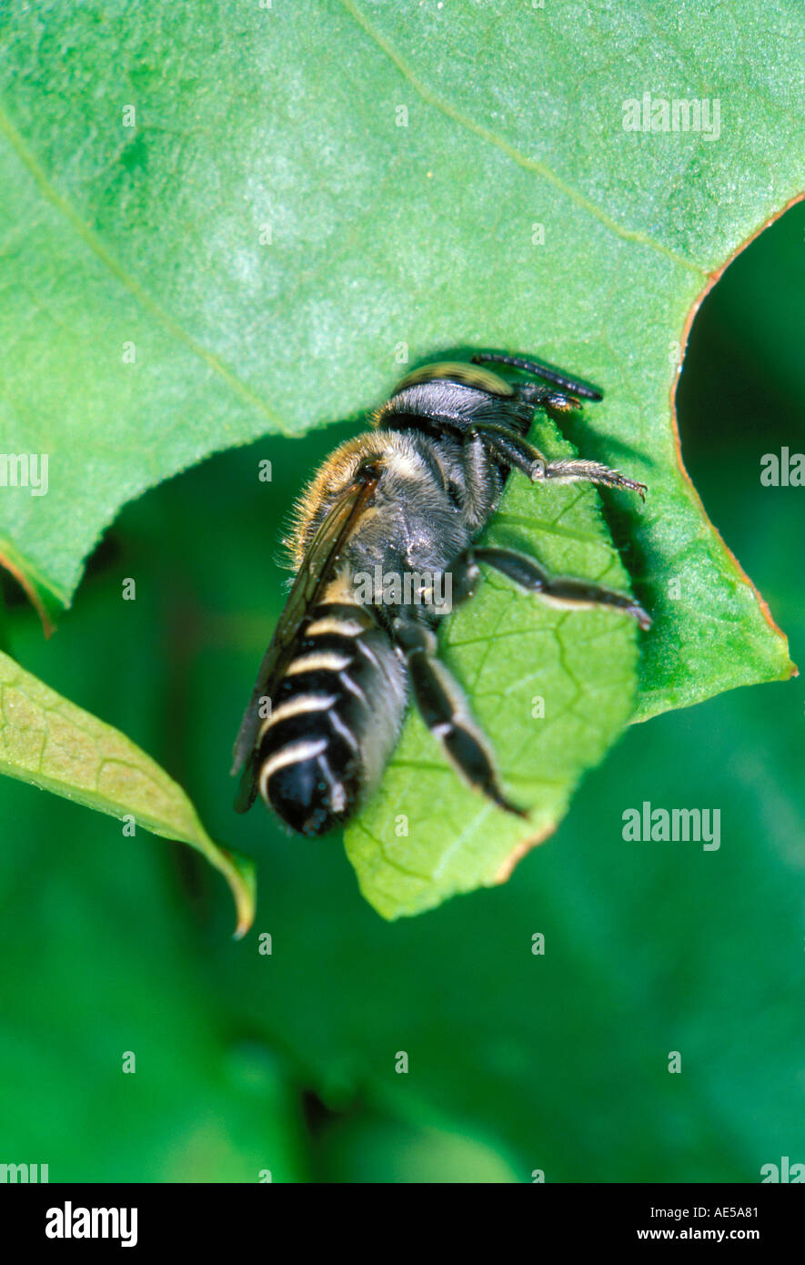 Leafcutting bees hi-res stock photography and images - Alamy