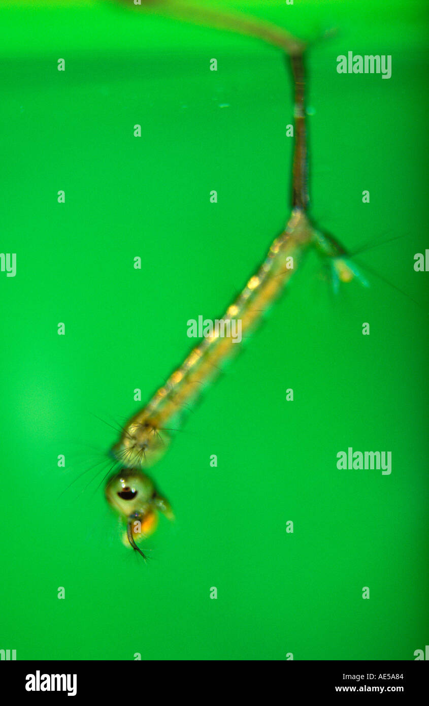 Culex Pipiens Larva High Resolution Stock Photography and Images - Alamy