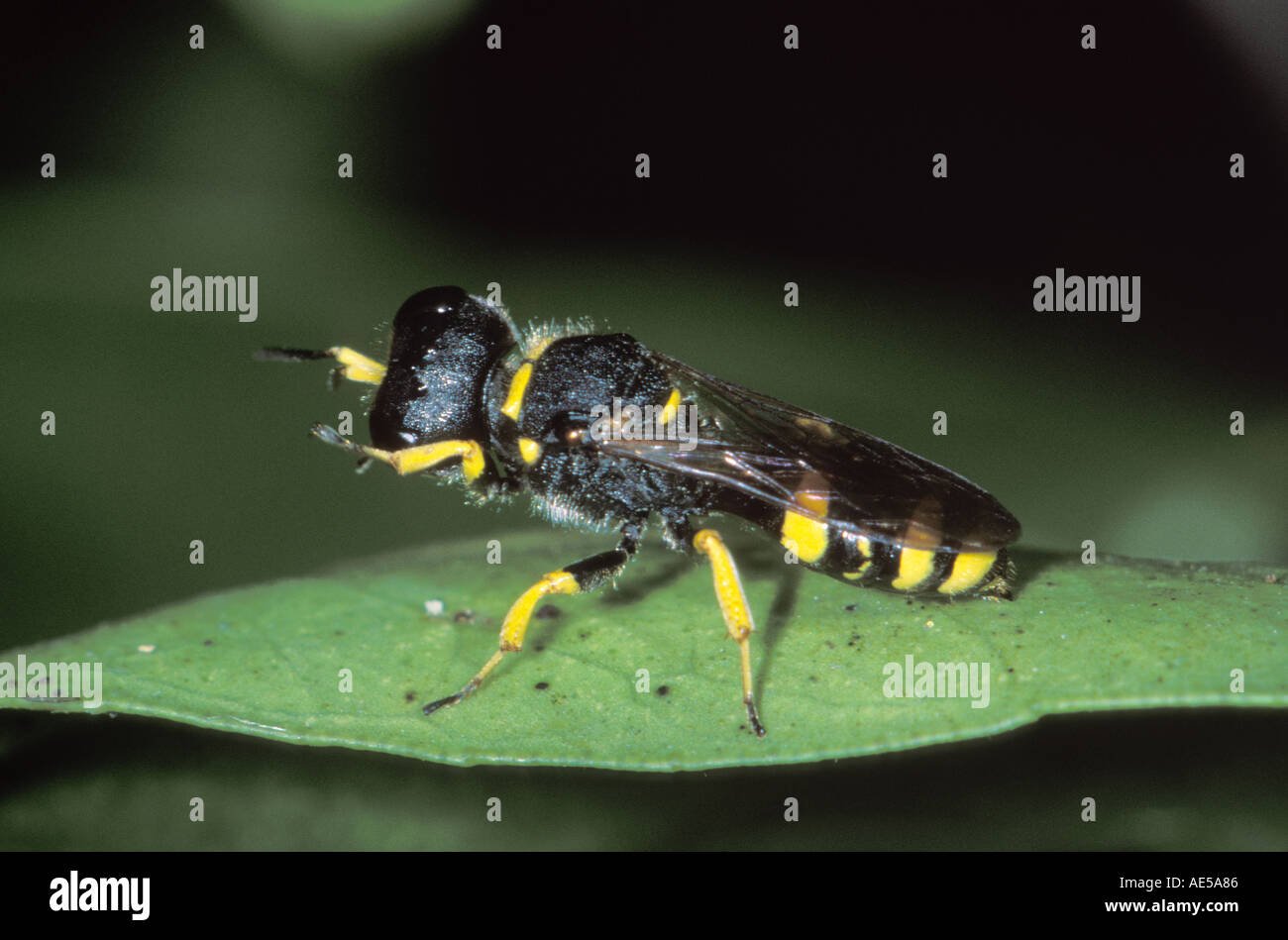 Digger wasps hi-res stock photography and images - Alamy