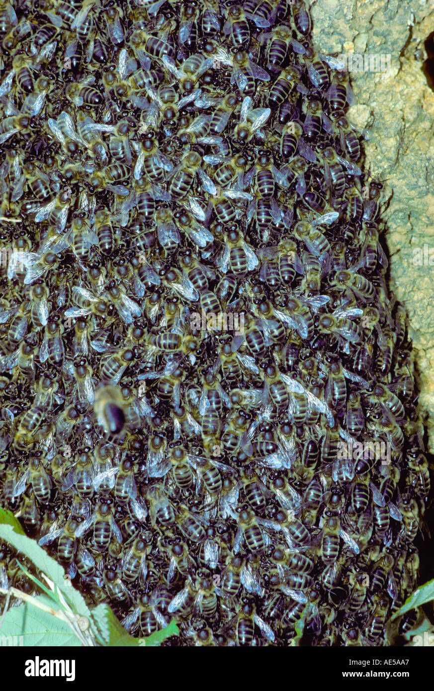 Honey Bees, Apis mellifera. Swarm close-up Stock Photo - Alamy