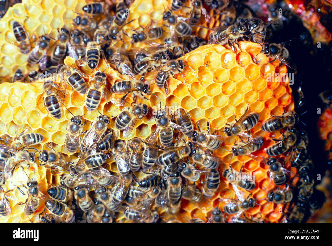 Hive bees honeycomb honey cells hi-res stock photography and images - Alamy