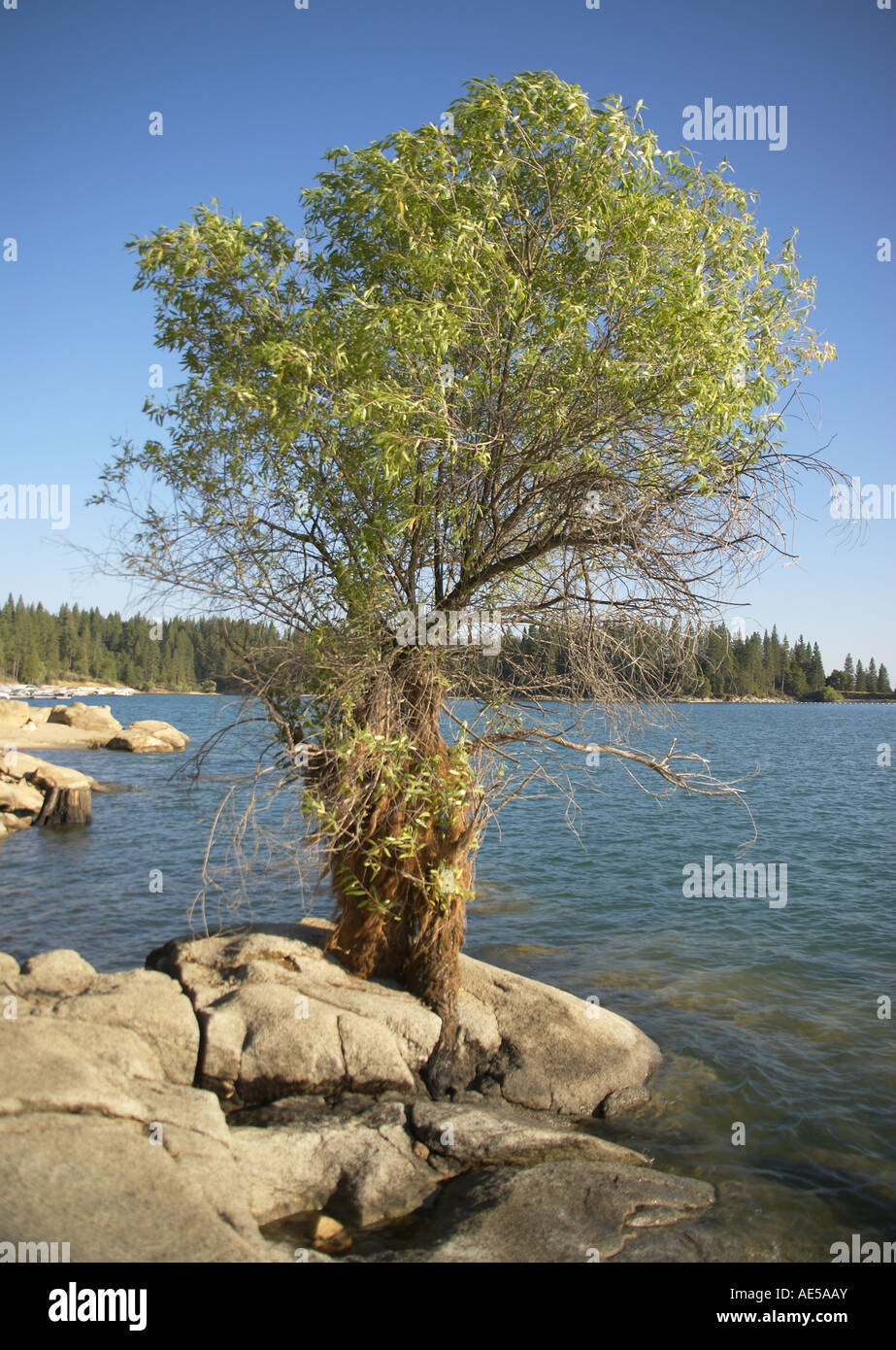 Bass lake area hi-res stock photography and images - Alamy