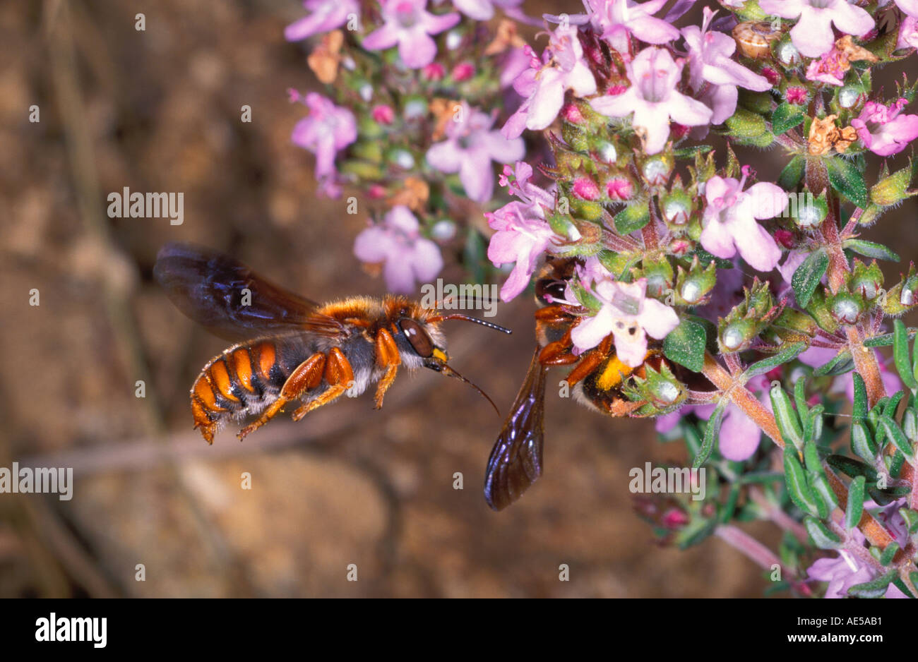 Two bees fly up red hi-res stock photography and images - Alamy