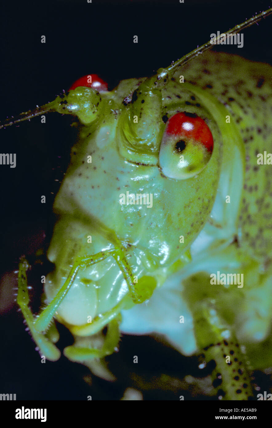 Bush cricket, Phaneroptera falcata. Head closeup Stock Photo - Alamy