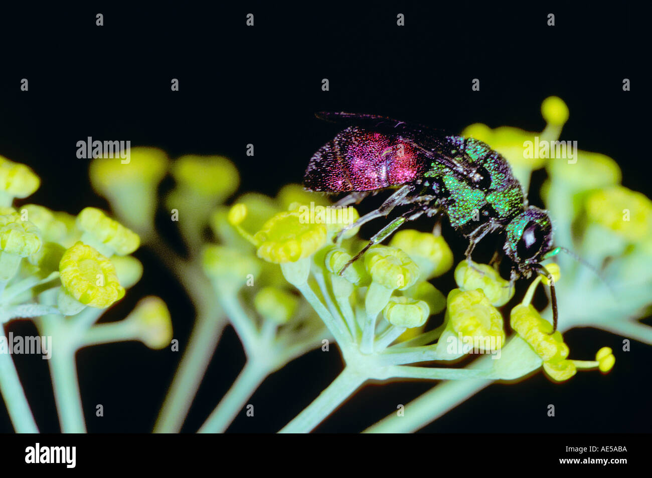 Ruby-tailed Wasp, Chrysis ignita. Collecting nectar on Euphorbiae ...