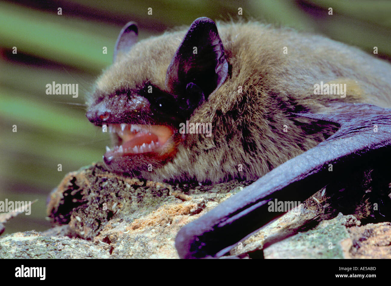 Common pipistrelles pipistrellus pipistrellus hi-res stock photography ...
