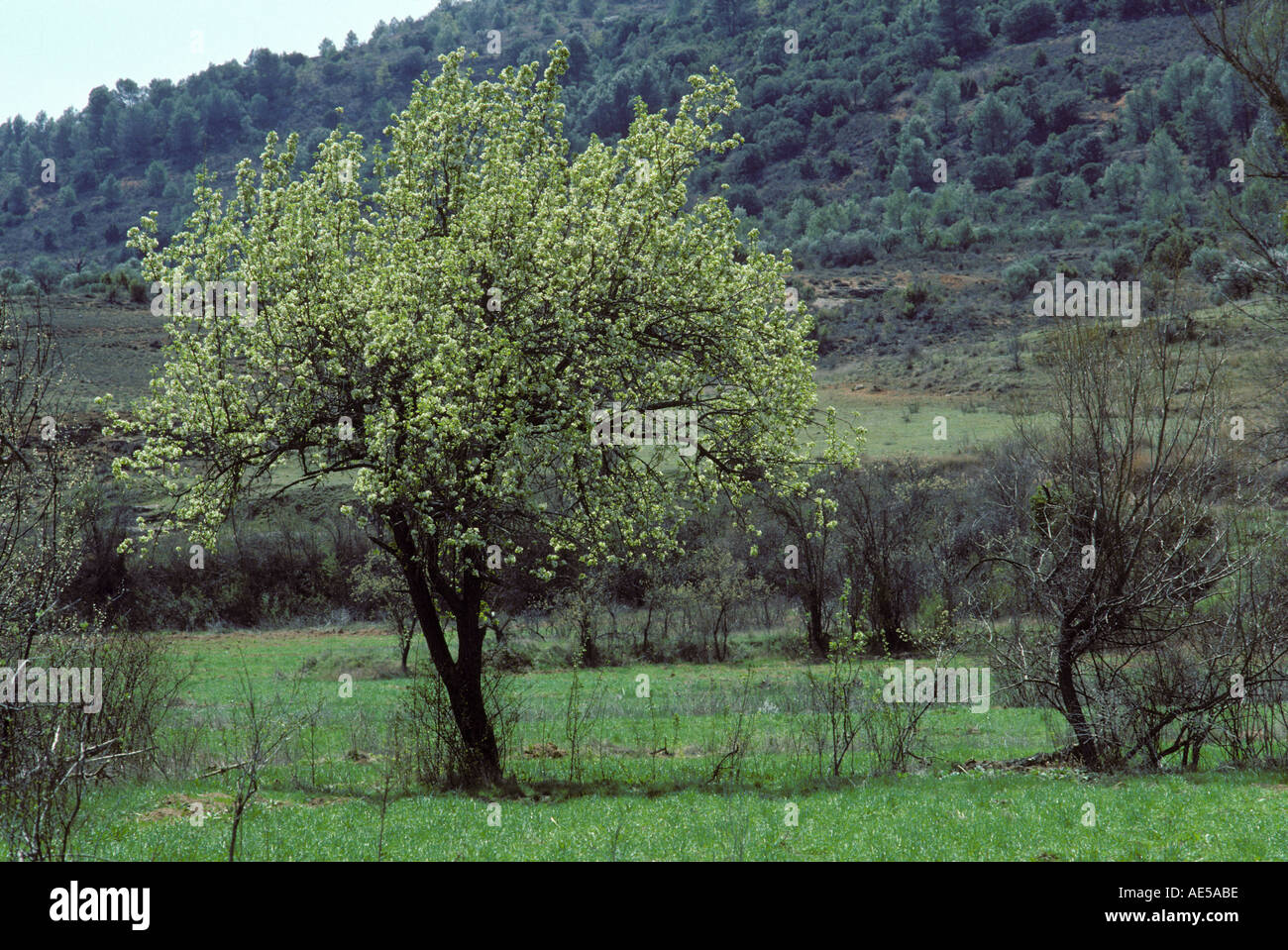 Horizontal whole flora tree hi-res stock photography and images - Alamy