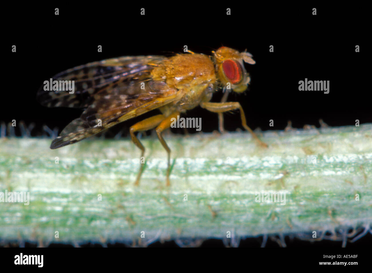 Fly, Homoneura notata. On stem Stock Photo - Alamy