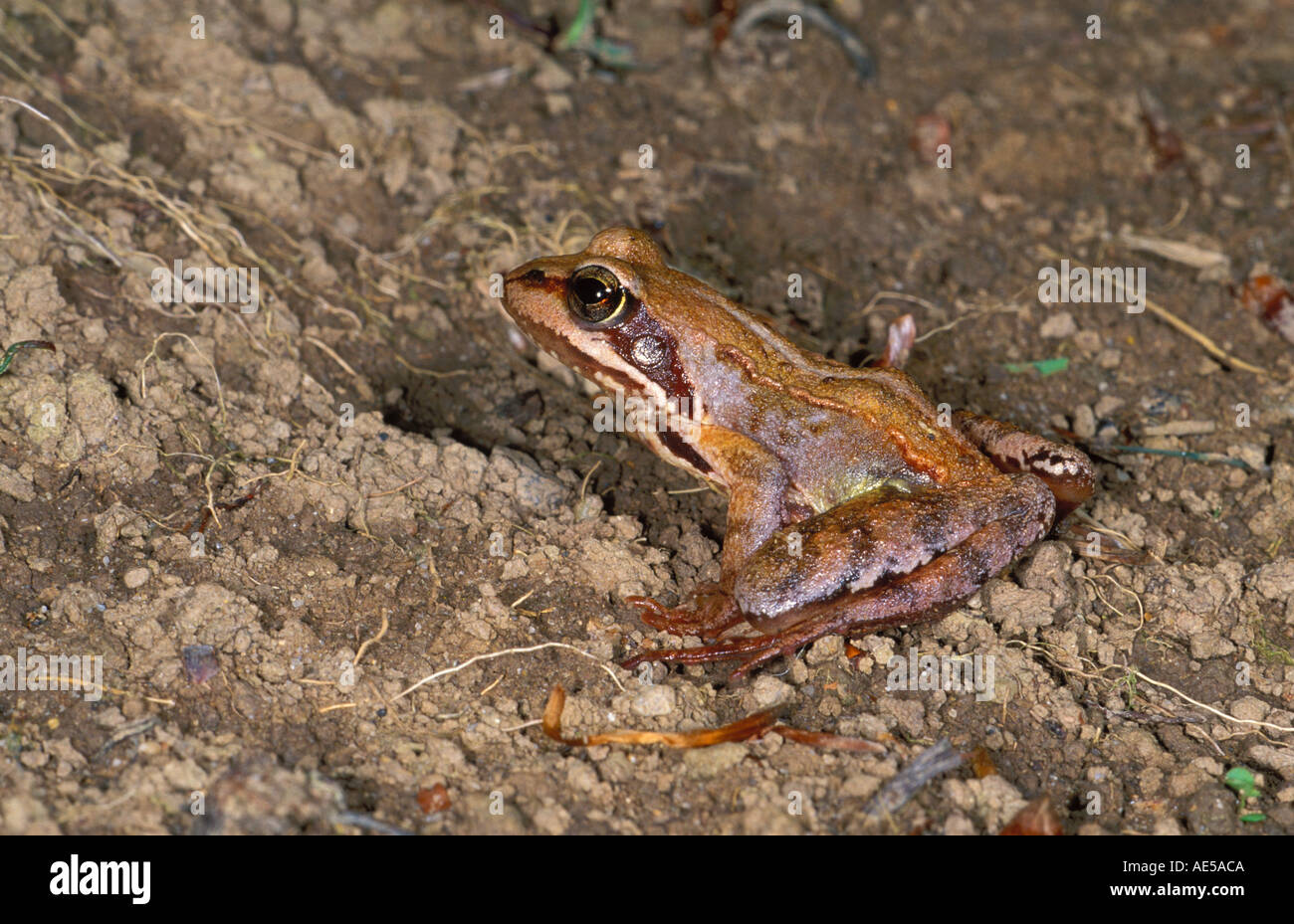 Ground frog hi-res stock photography and images - Alamy