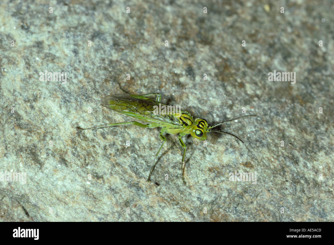 Wasp, Rhogogaster viridis. On stone Stock Photo - Alamy